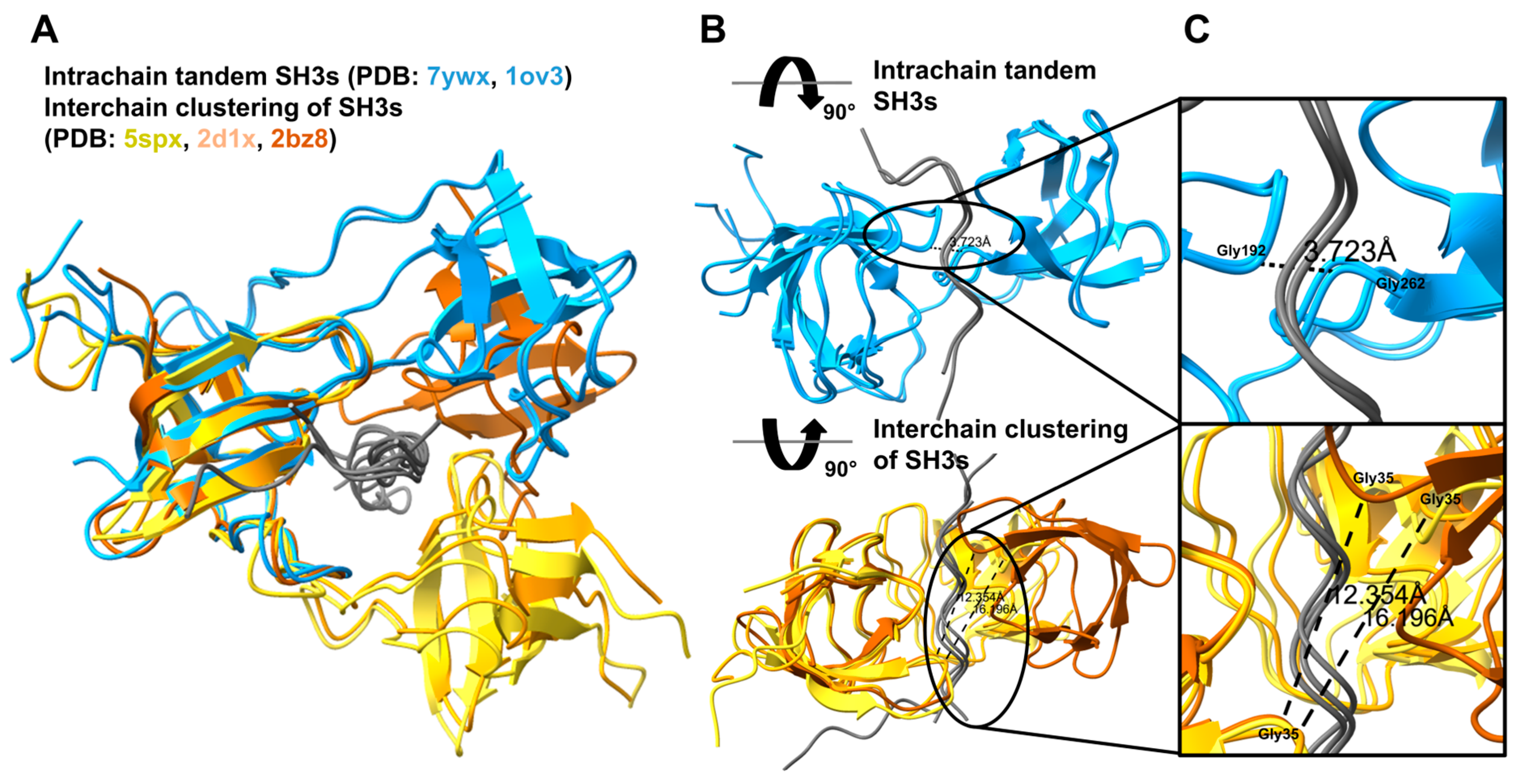 Definition and Discovery of Tandem SH3-Binding Motifs Interacting with ...