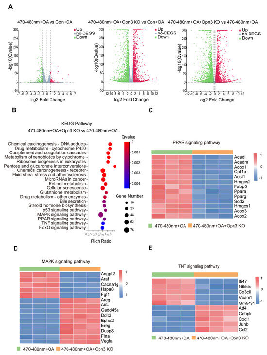Opn3 Drives Blue-Light-Induced Reduction in Lipid Droplets and ...