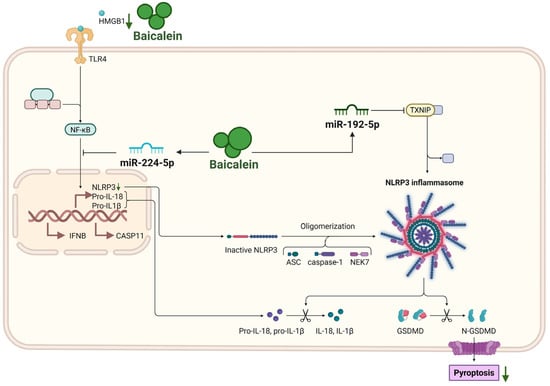 Molecular Mechanisms and Therapeutic Potential of Baicalein in Acute ...