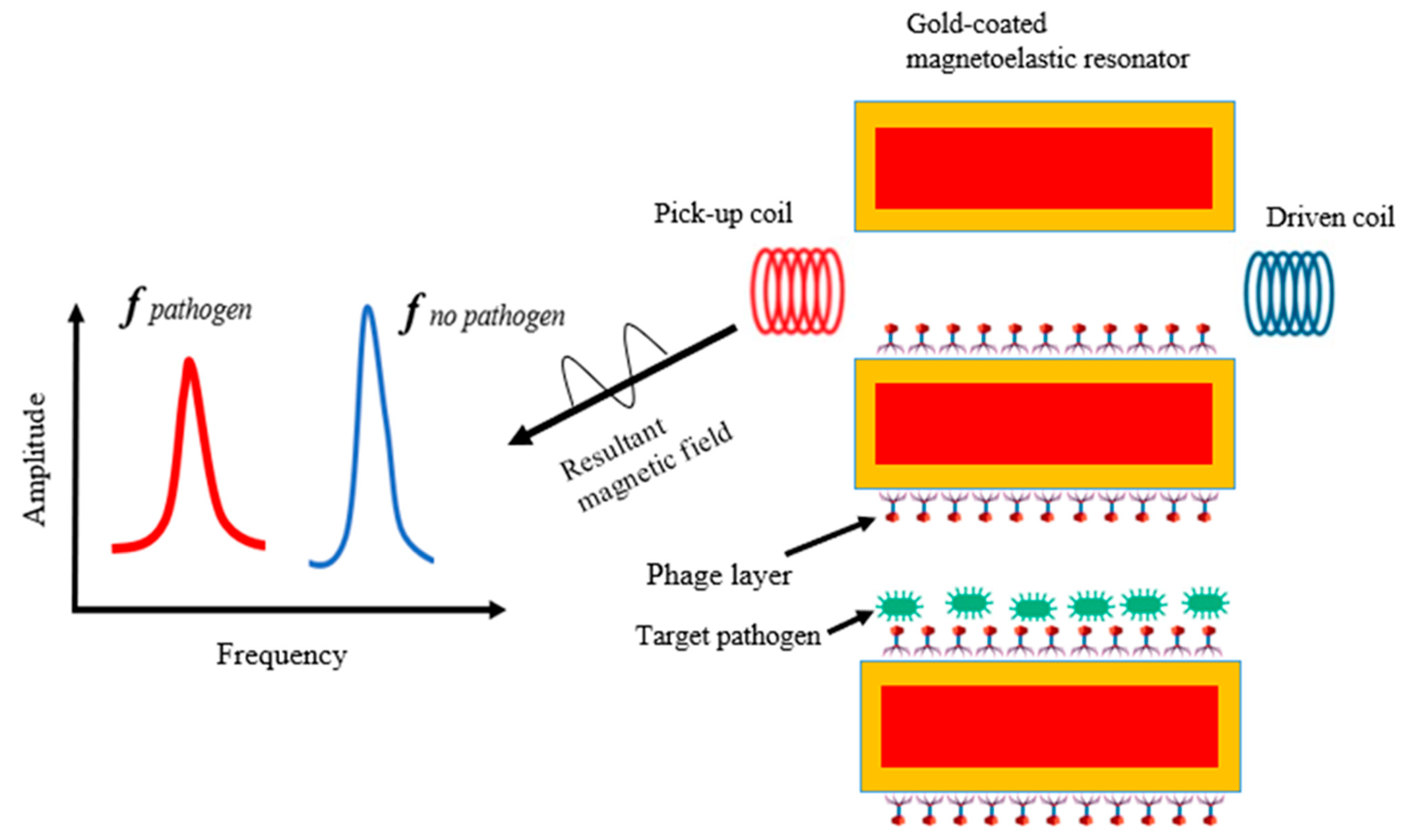 Bacteriophage-Based Biosensors: A Platform for Detection of Foodborne ...