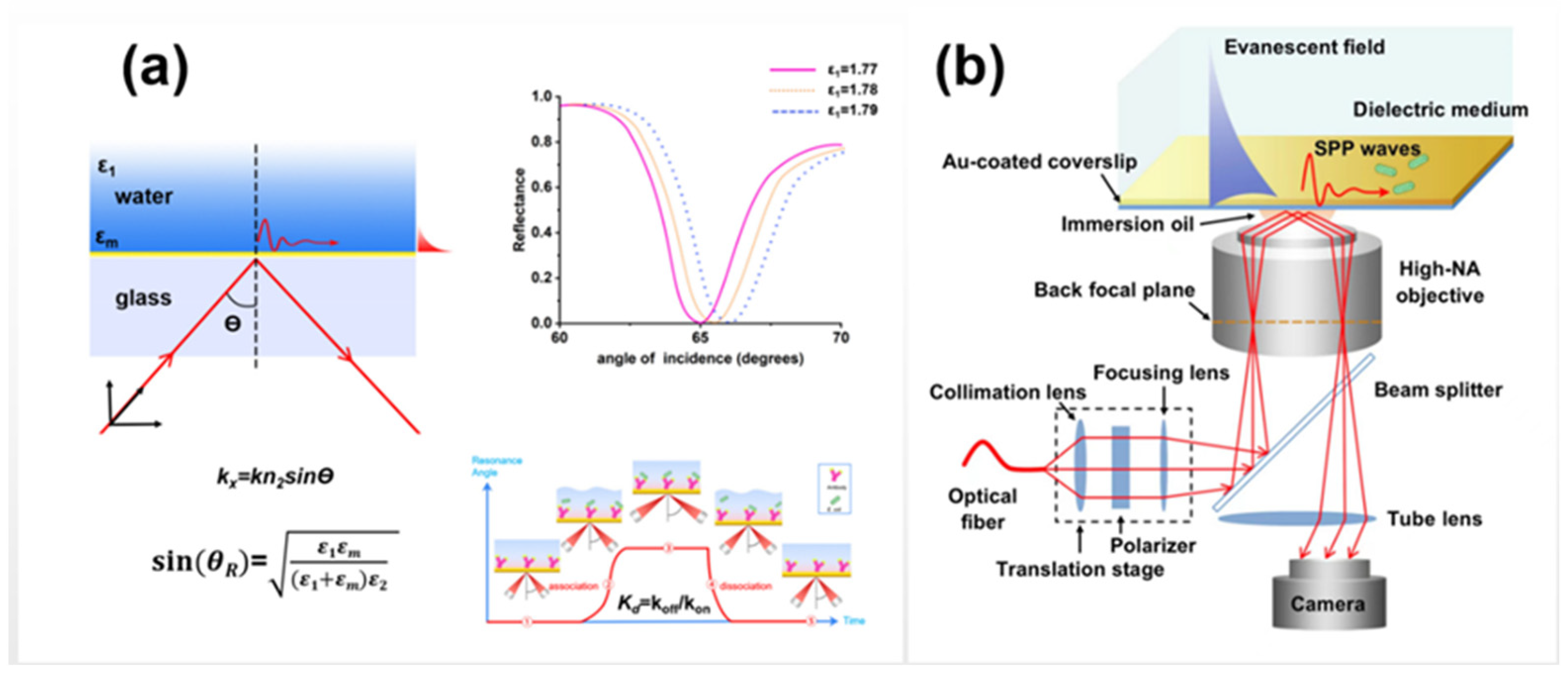 Optical Methods for Label-Free Detection of Bacteria | MDPI