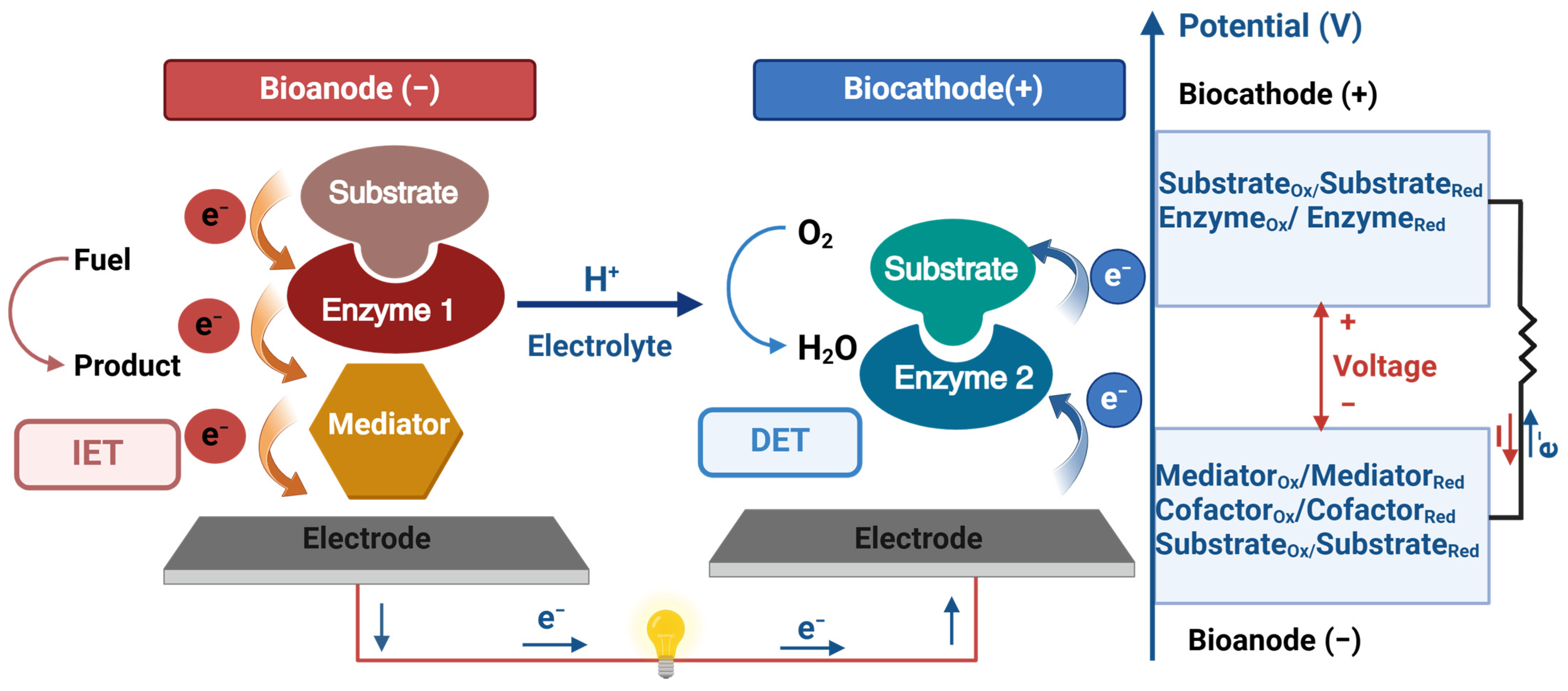 Recent Advances in Enzymatic Biofuel Cells to Power Up Wearable and ...