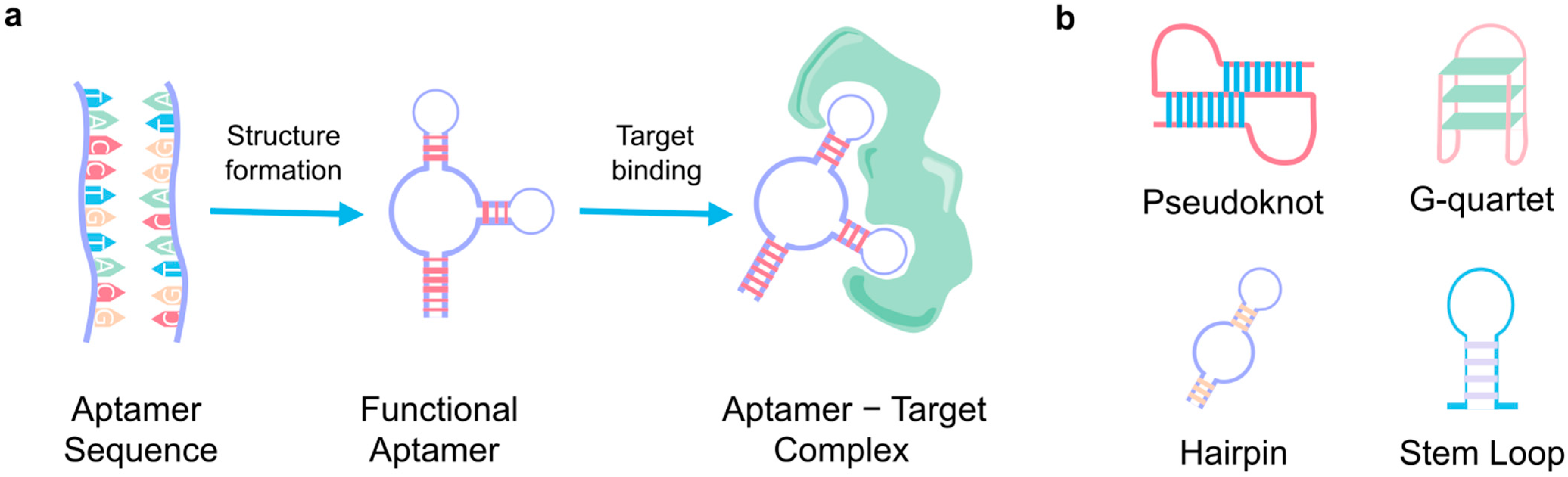 Aptamer and Oligonucleotide-Based Biosensors for Health Applications | MDPI