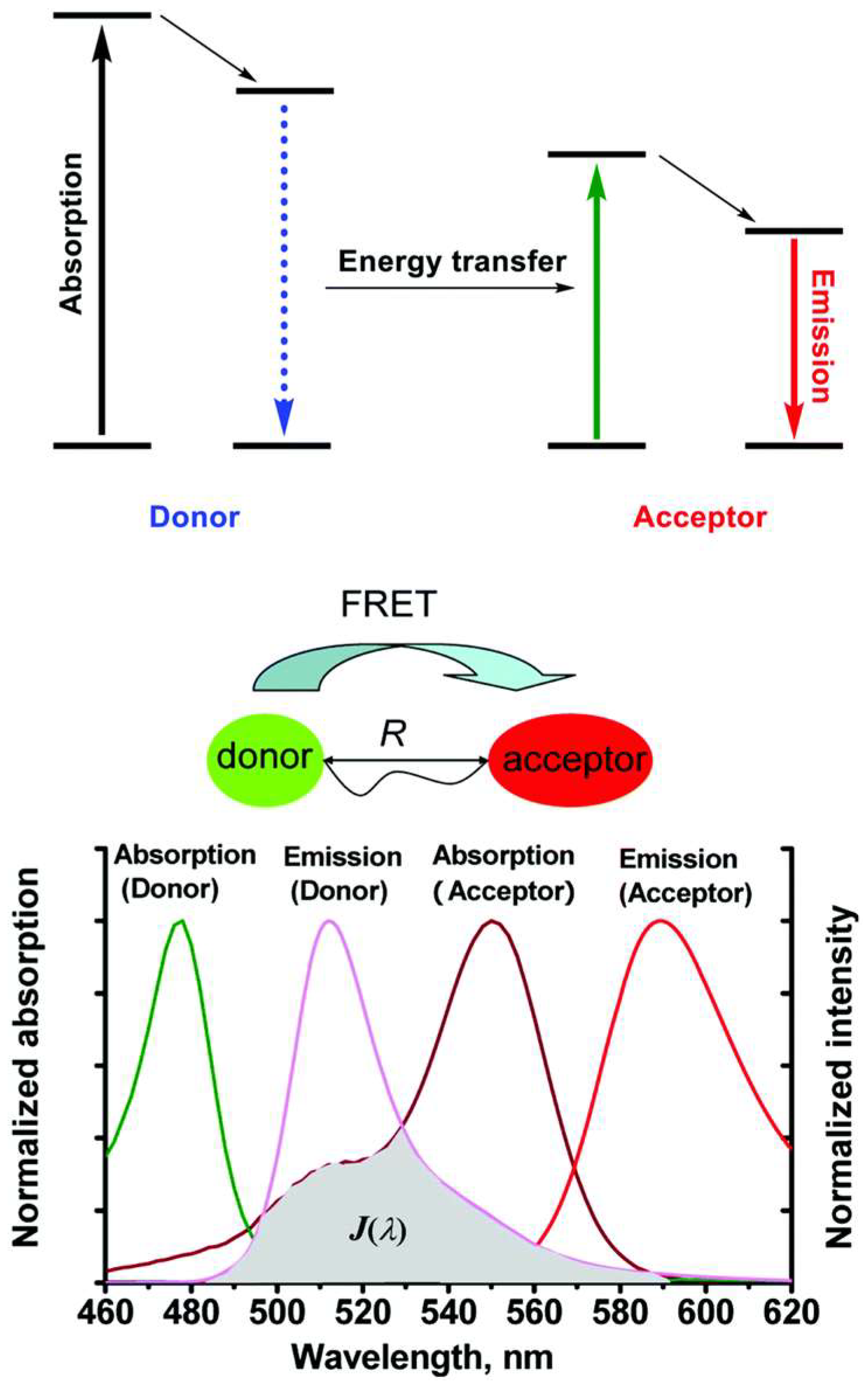 Expanding Horizons in Advancements of FRET Biosensing Technologies | MDPI