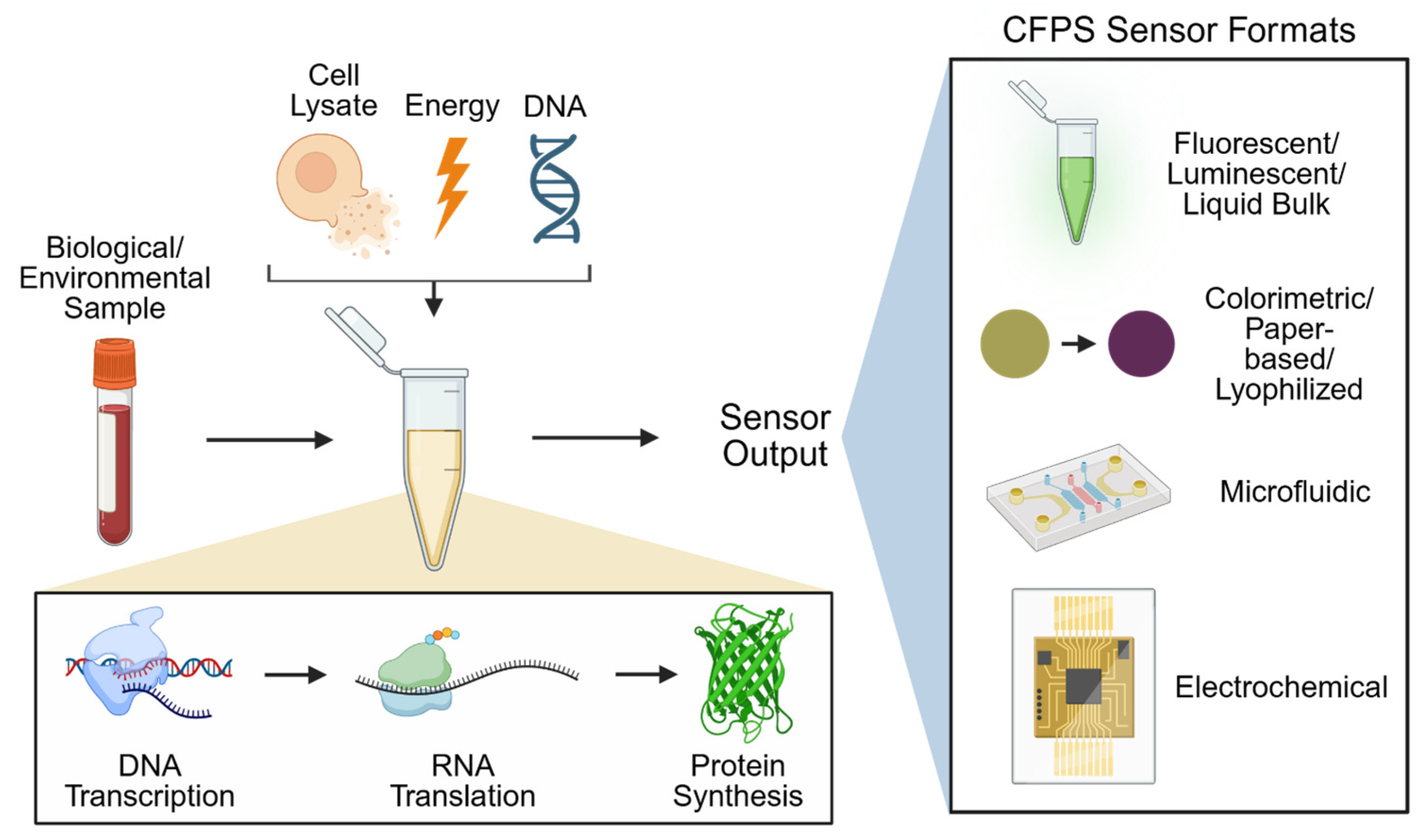 Recent Advances in Developing Cell-Free Protein Synthesis Biosensors ...