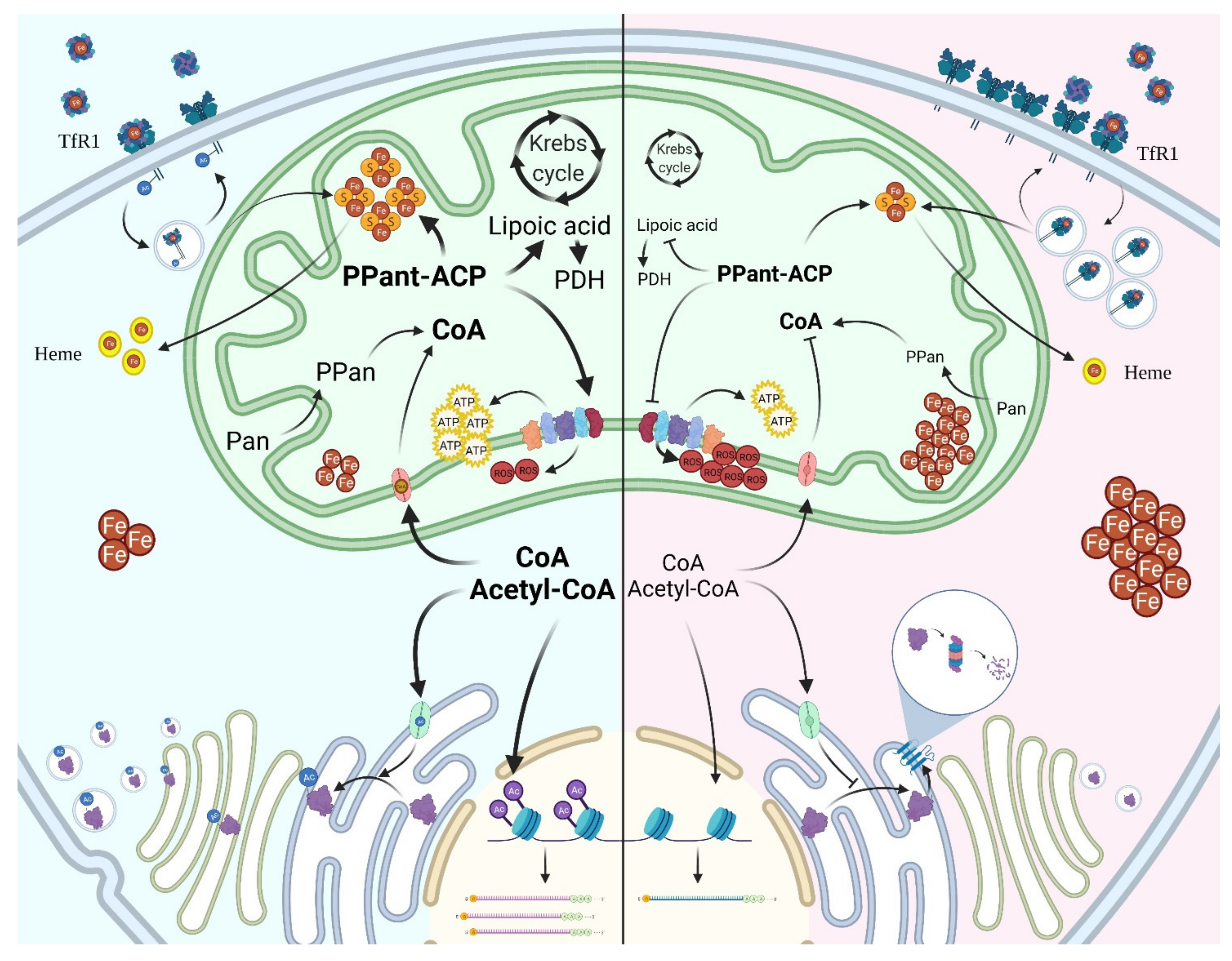 Coenzyme a Biochemistry: From Neurodevelopment to Neurodegeneration | MDPI