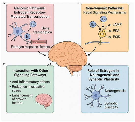 Beyond Hot Flashes The Role Of Estrogen Receptors In Menopausal Mental