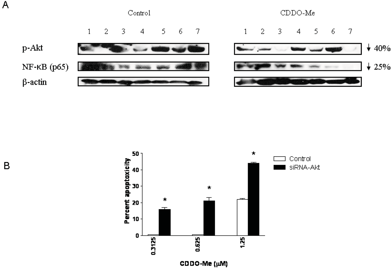 Prevention of Prostate Cancer with Oleanane Synthetic Triterpenoid CDDO ...