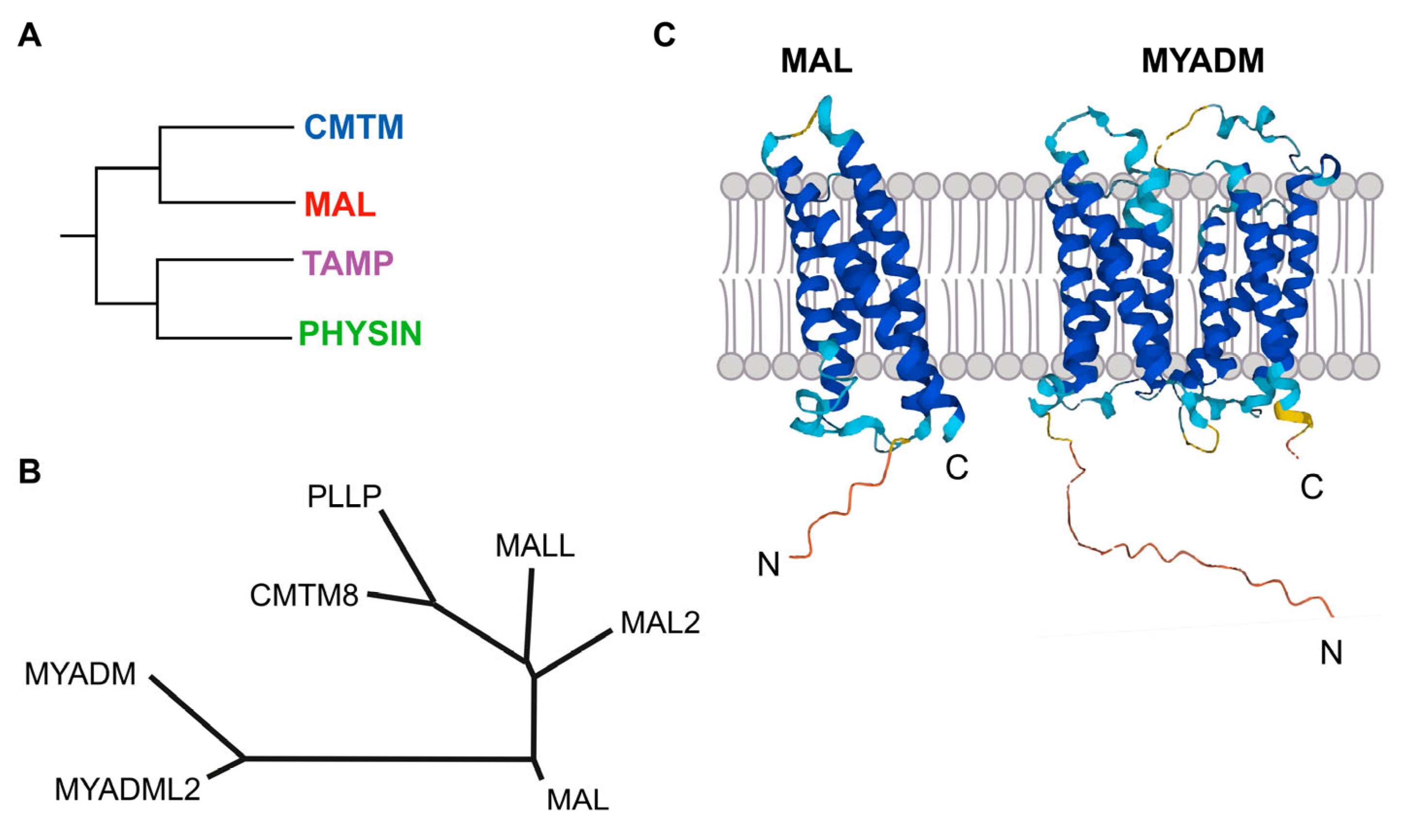 The MAL Family of Proteins: Normal Function, Expression in Cancer, and ...