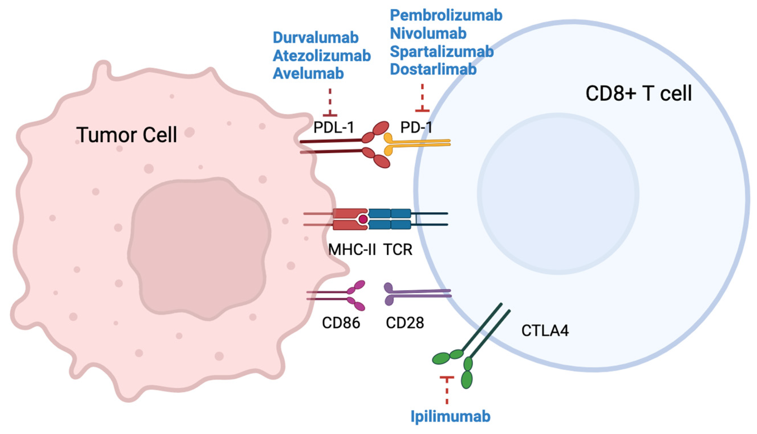 Immunotherapy for Colorectal Cancer with High Microsatellite ...