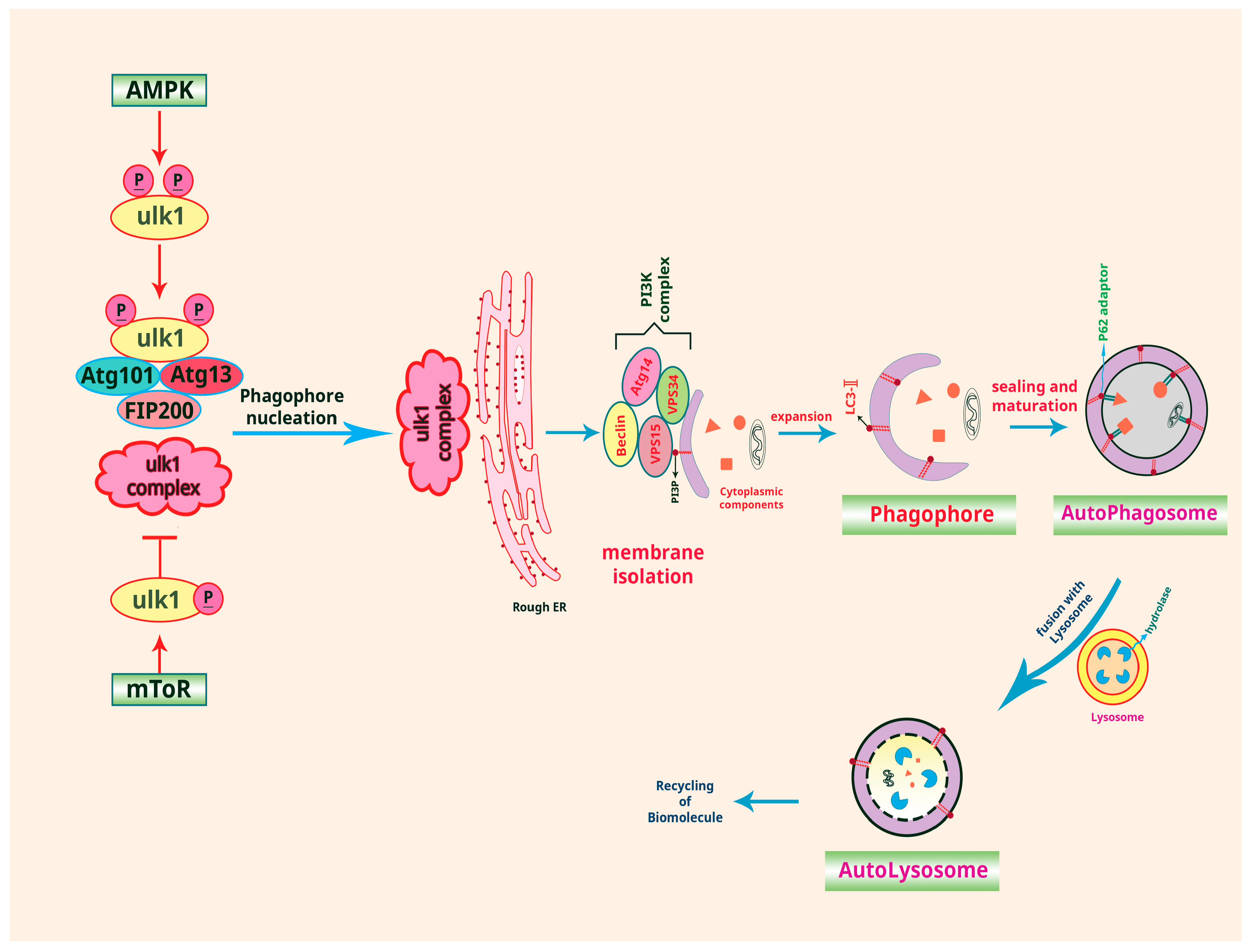 Contribution of Autophagy to Epithelial Mesenchymal Transition ...
