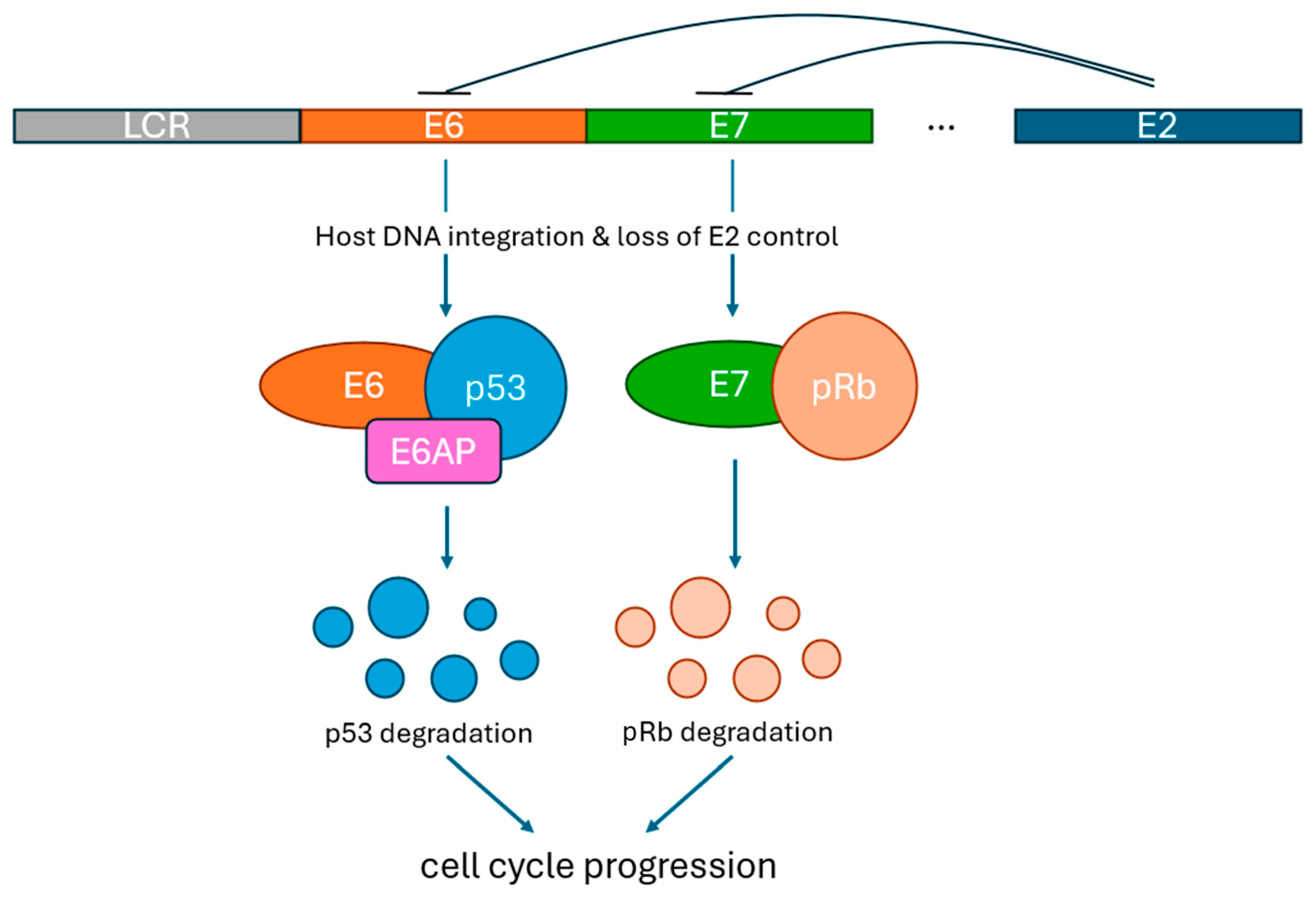 Potential Therapeutic Targets for the Treatment of HPV-Associated ...