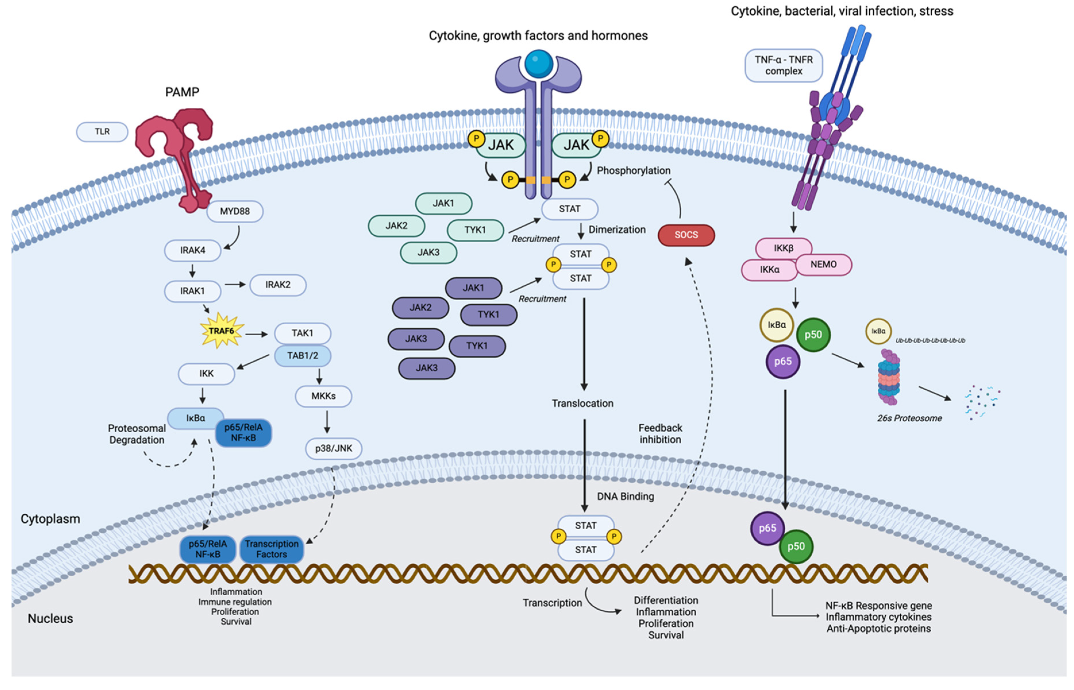 Inflammation and Related Signaling Pathways in Acute Myeloid Leukemia ...