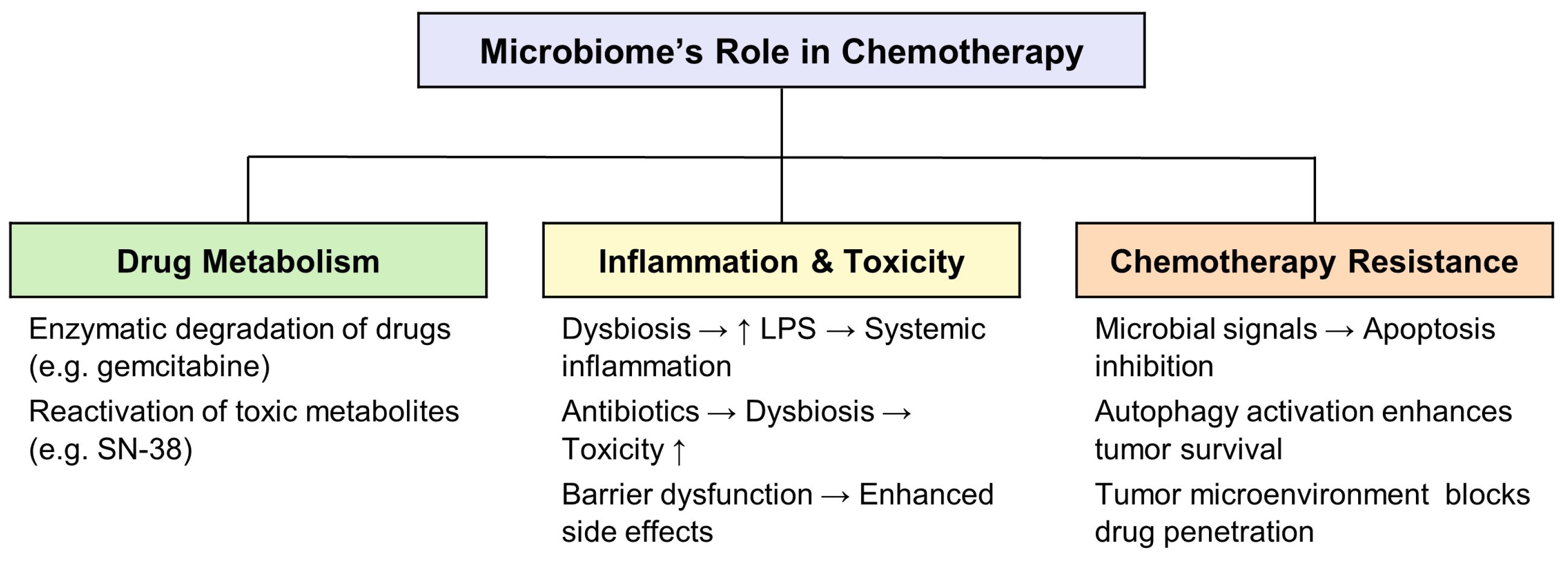 Optimizing Cancer Treatment Through Gut Microbiome Modulation | MDPI
