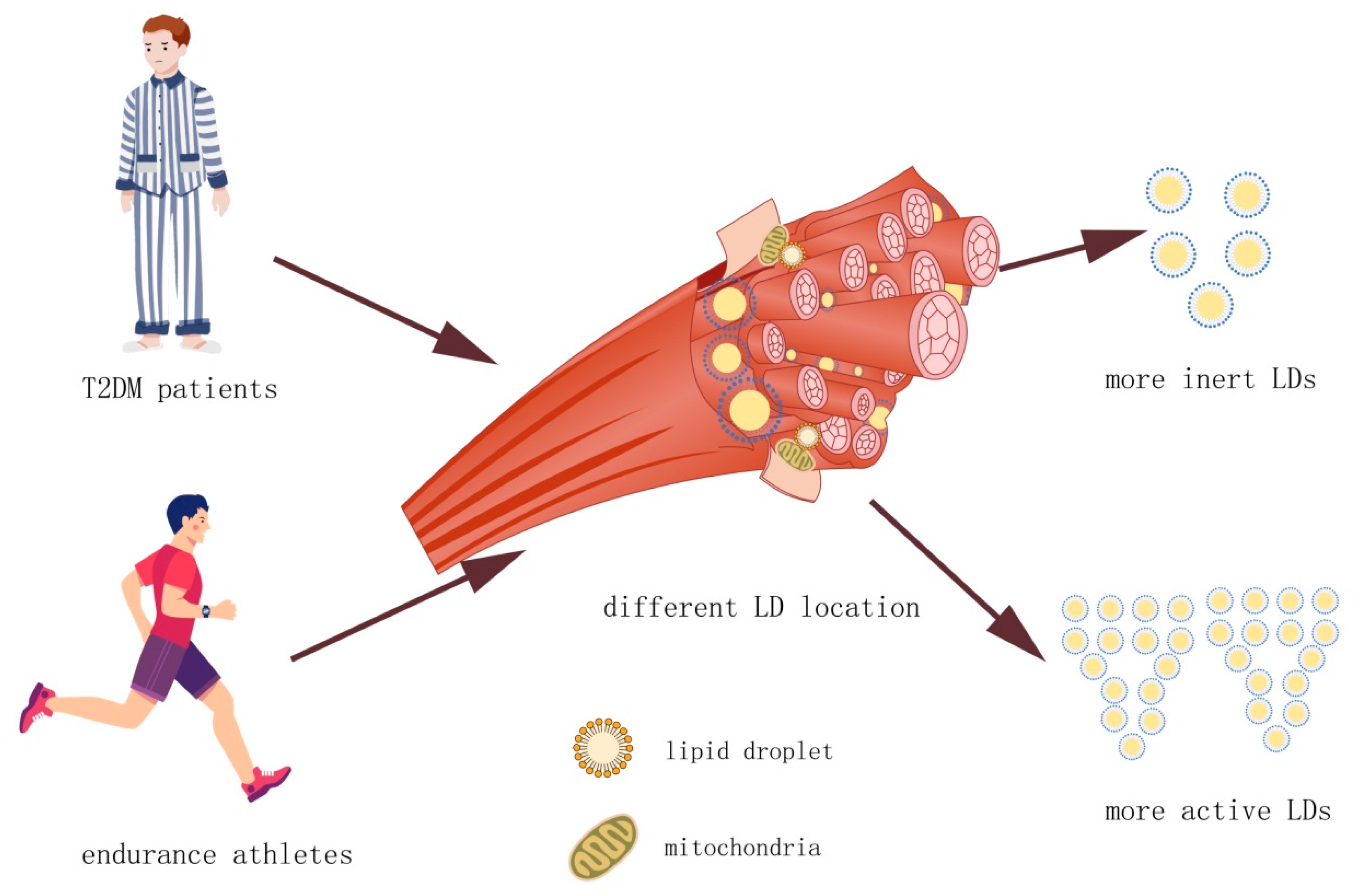 Skeletal Muscle Lipid Droplets and the Athlete’s Paradox | MDPI