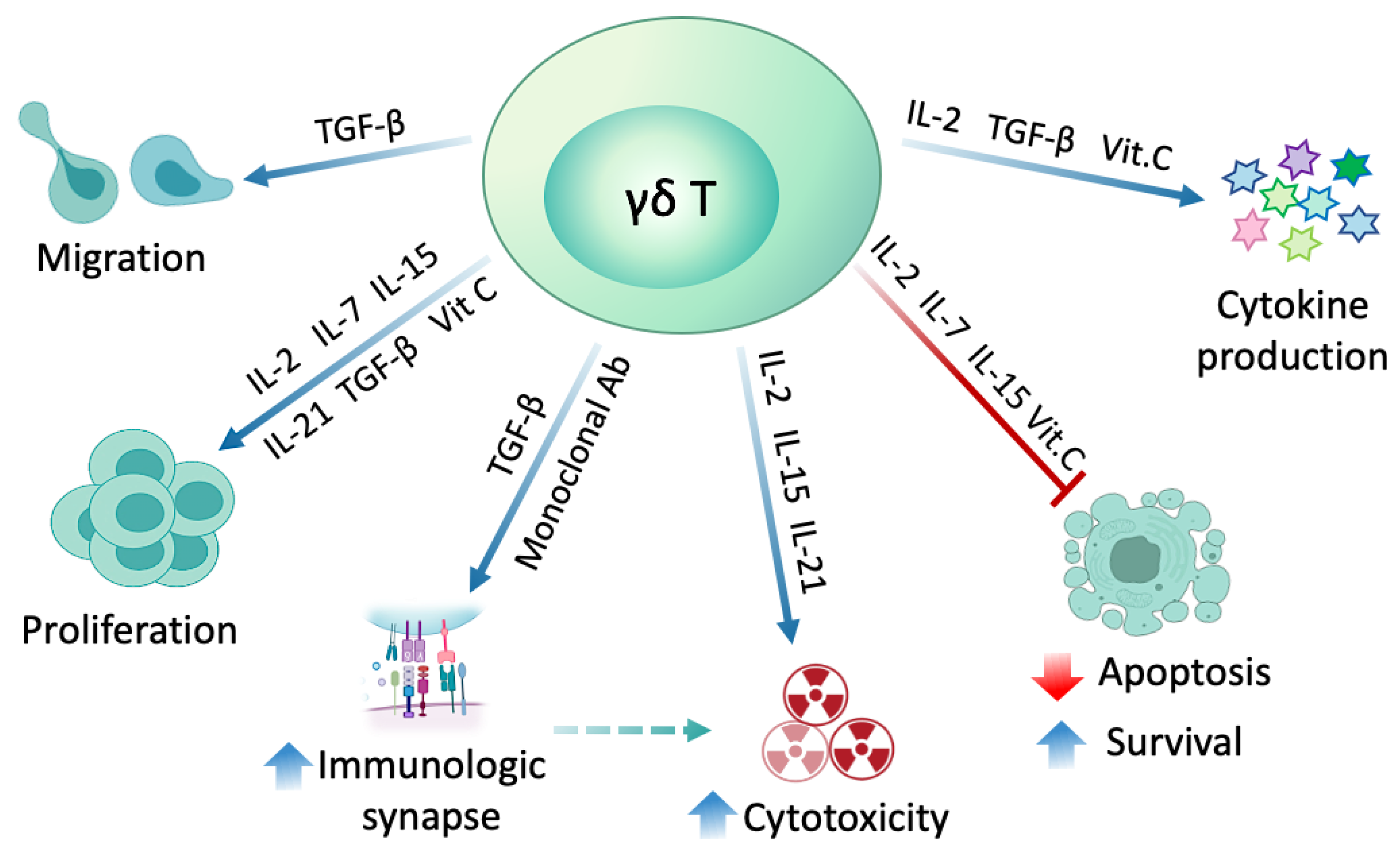 γδ T Cells: The Ideal Tool for Cancer Immunotherapy | MDPI
