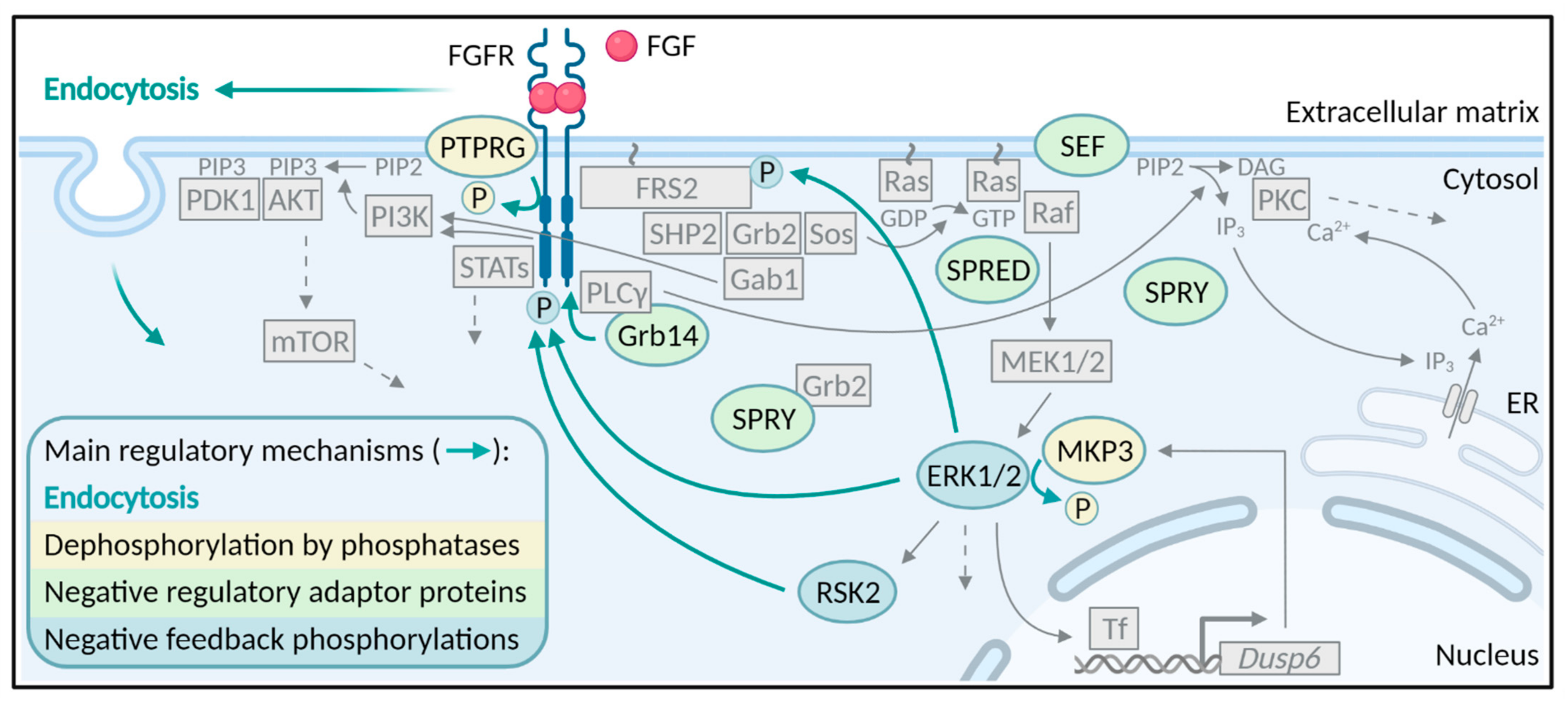 Negative Regulation of FGFR (Fibroblast Growth Factor Receptor ...