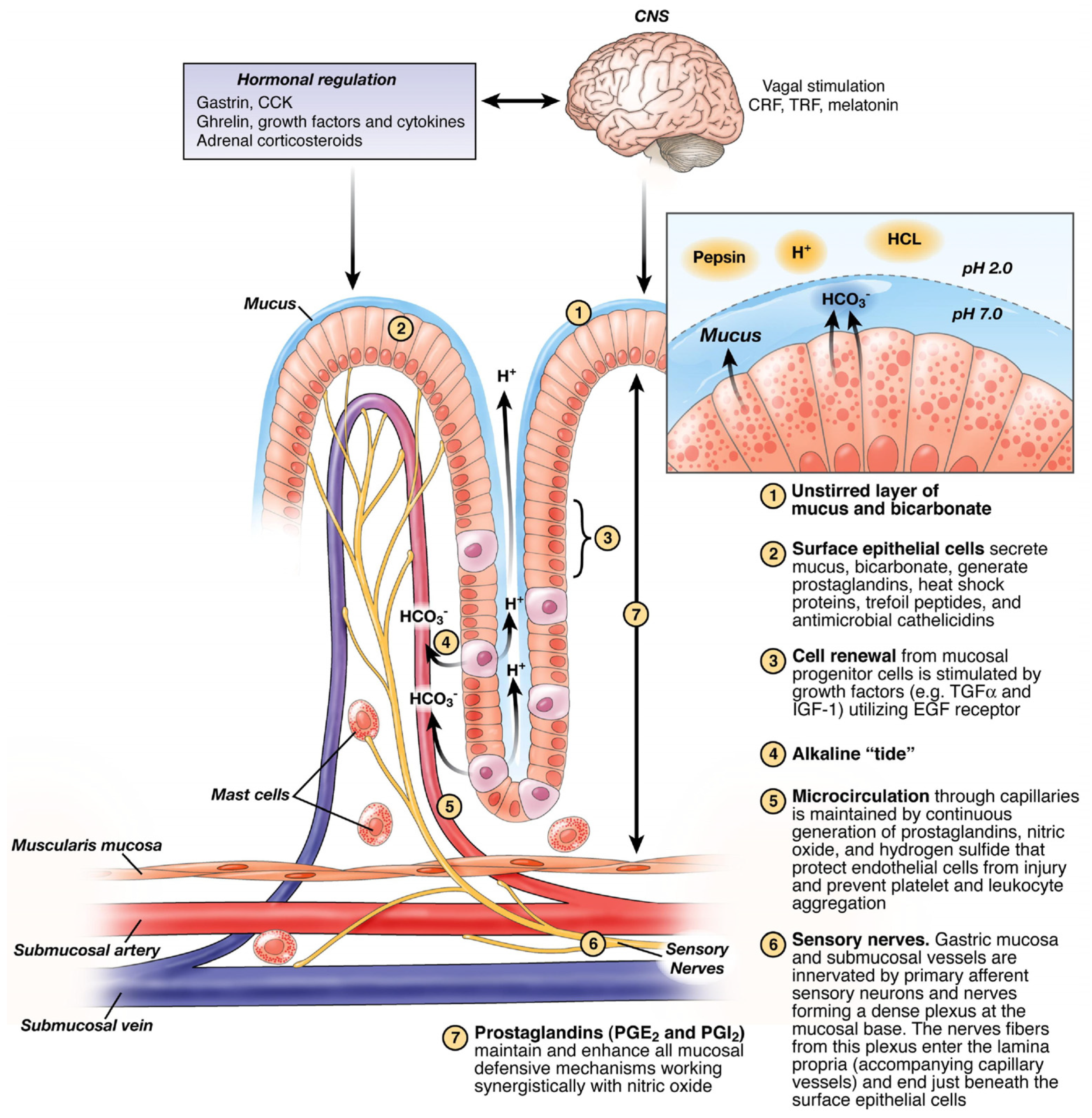 The Critical Role of Growth Factors in Gastric Ulcer Healing: The ...