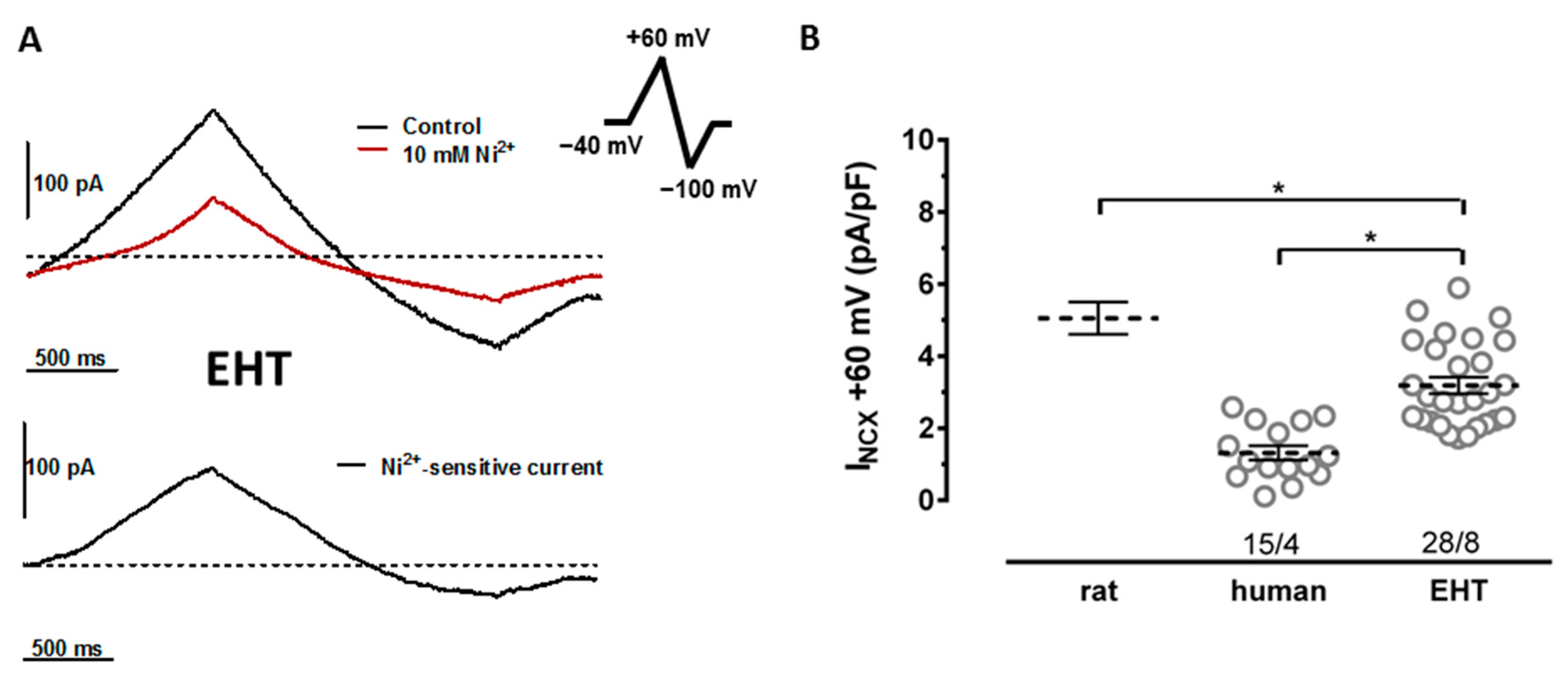 Regulation of APD and Force by the Na+/Ca2+ Exchanger in Human-Induced ...