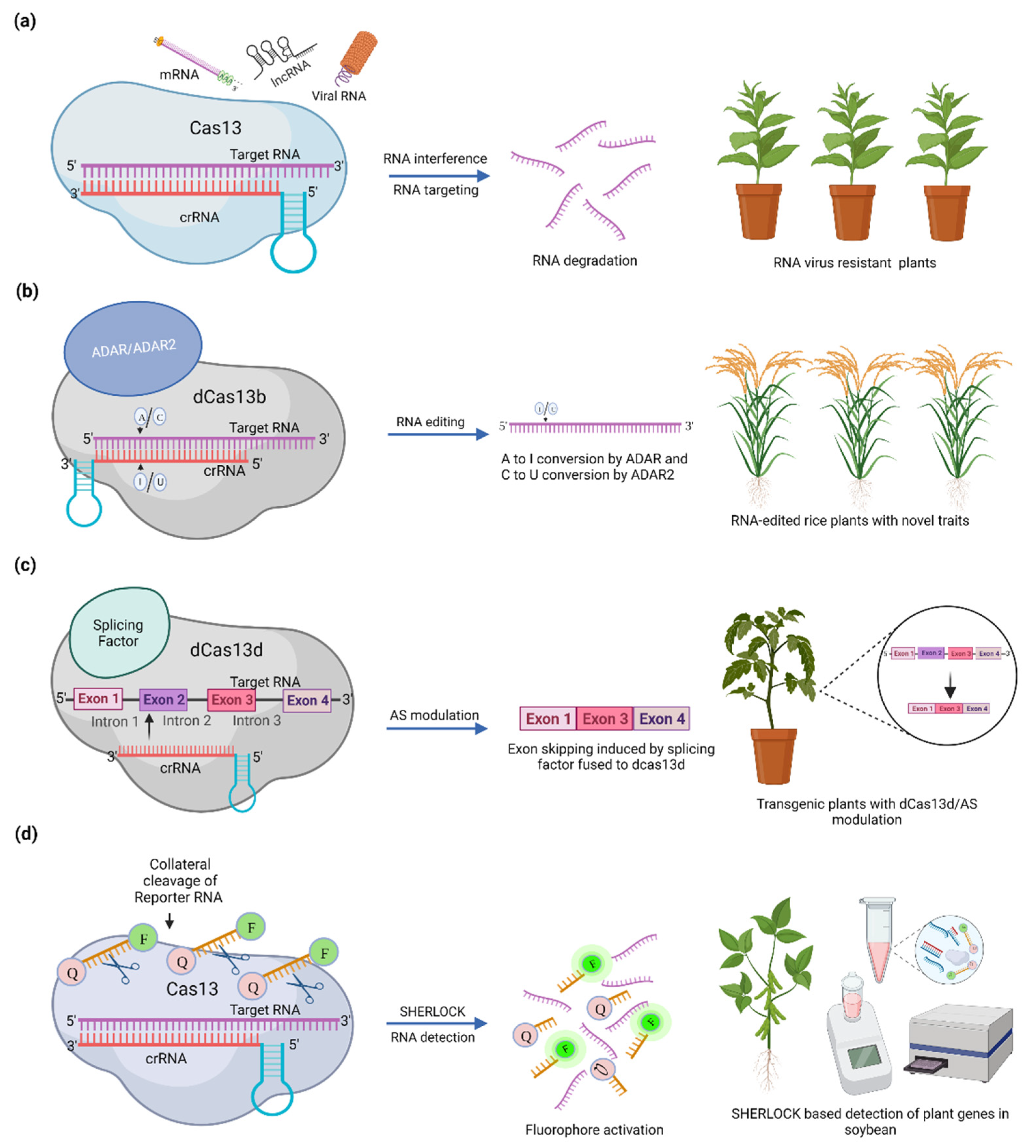 Applications of CRISPR/Cas13-Based RNA Editing in Plants | MDPI