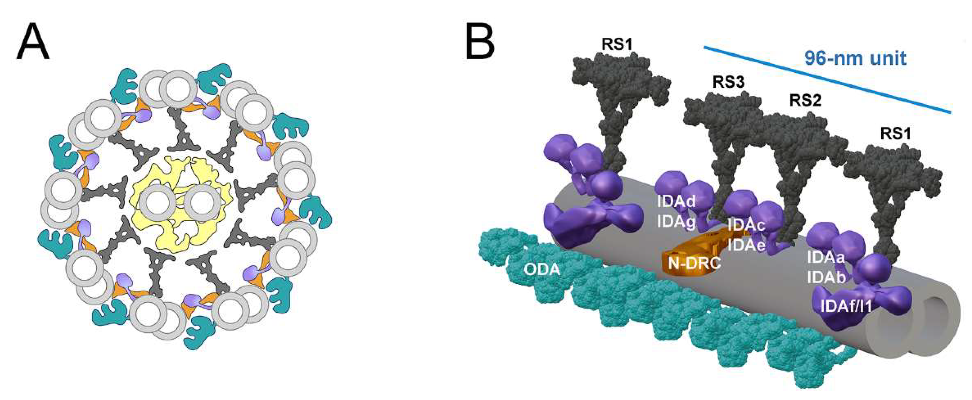Cfap91-Dependent Stability of the RS2 and RS3 Base Proteins and ...