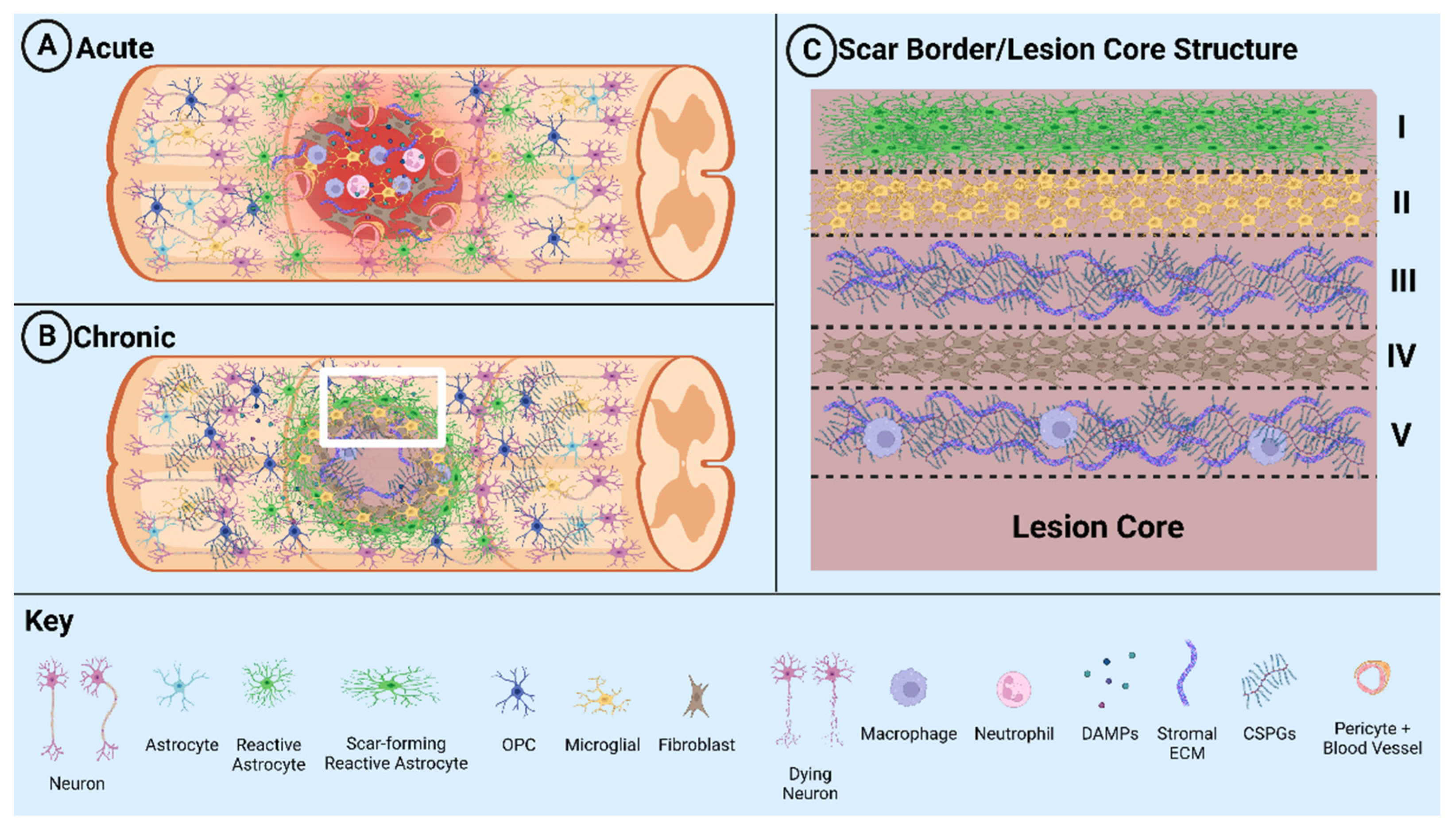 Current Advancements in Spinal Cord Injury Research—Glial Scar ...