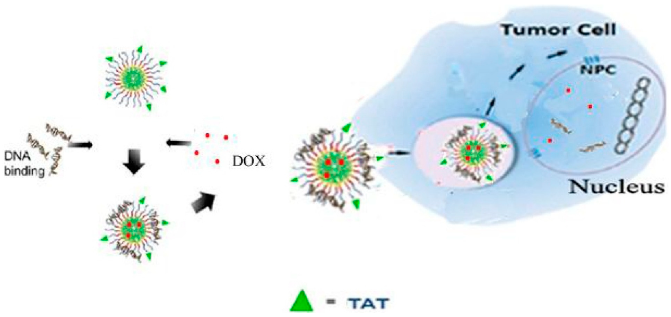 Nuclear Delivery of Nanoparticle-Based Drug Delivery Systems by Nuclear ...