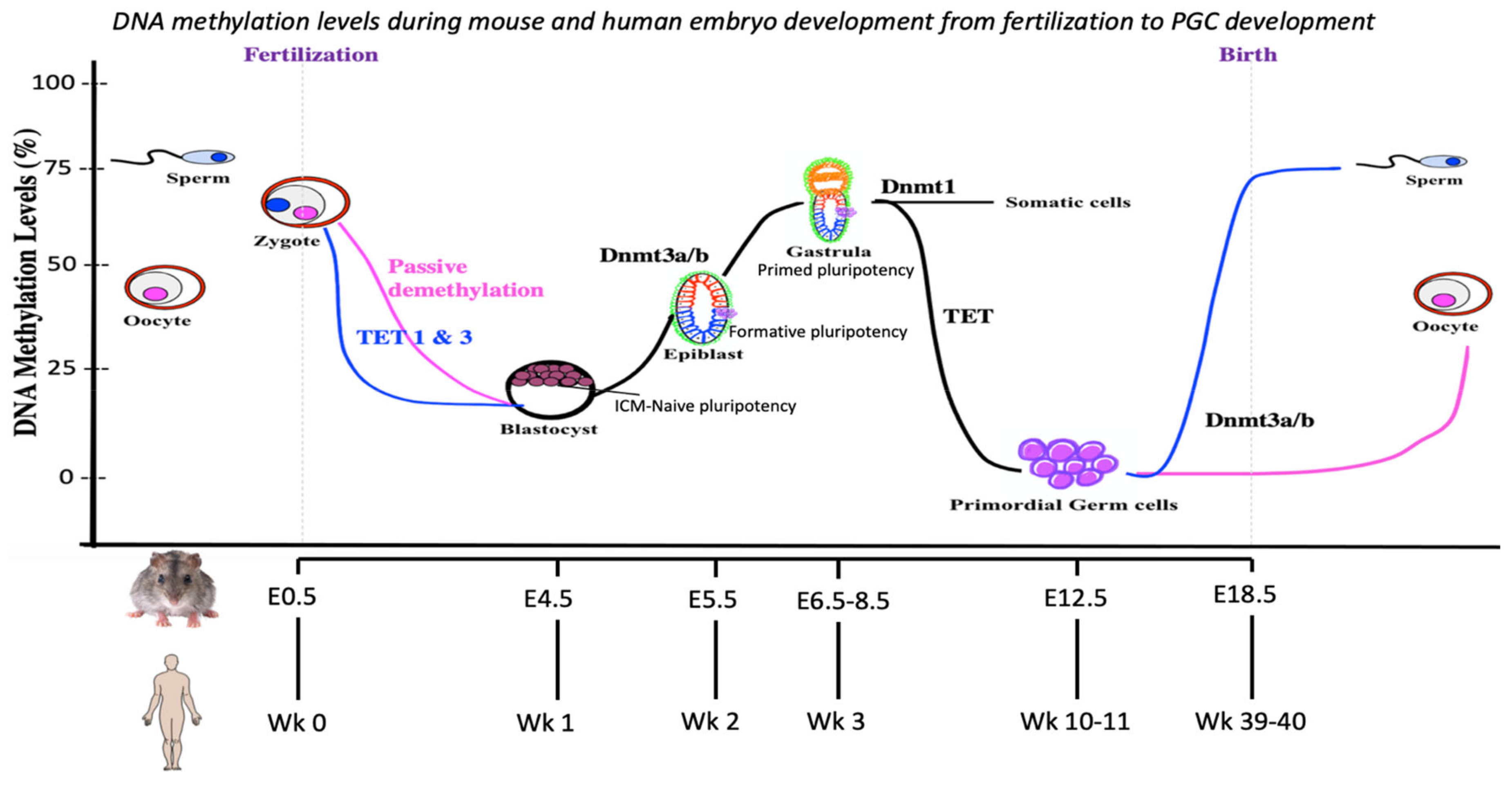 Epigenetic Reprogramming in Mice and Humans: From Fertilization to ...