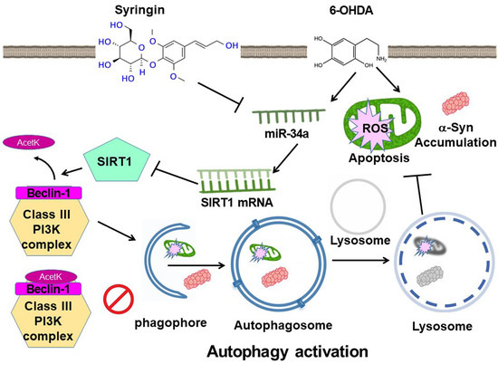 Syringin Prevents 6-Hydroxydopamine Neurotoxicity by Mediating the MiR ...