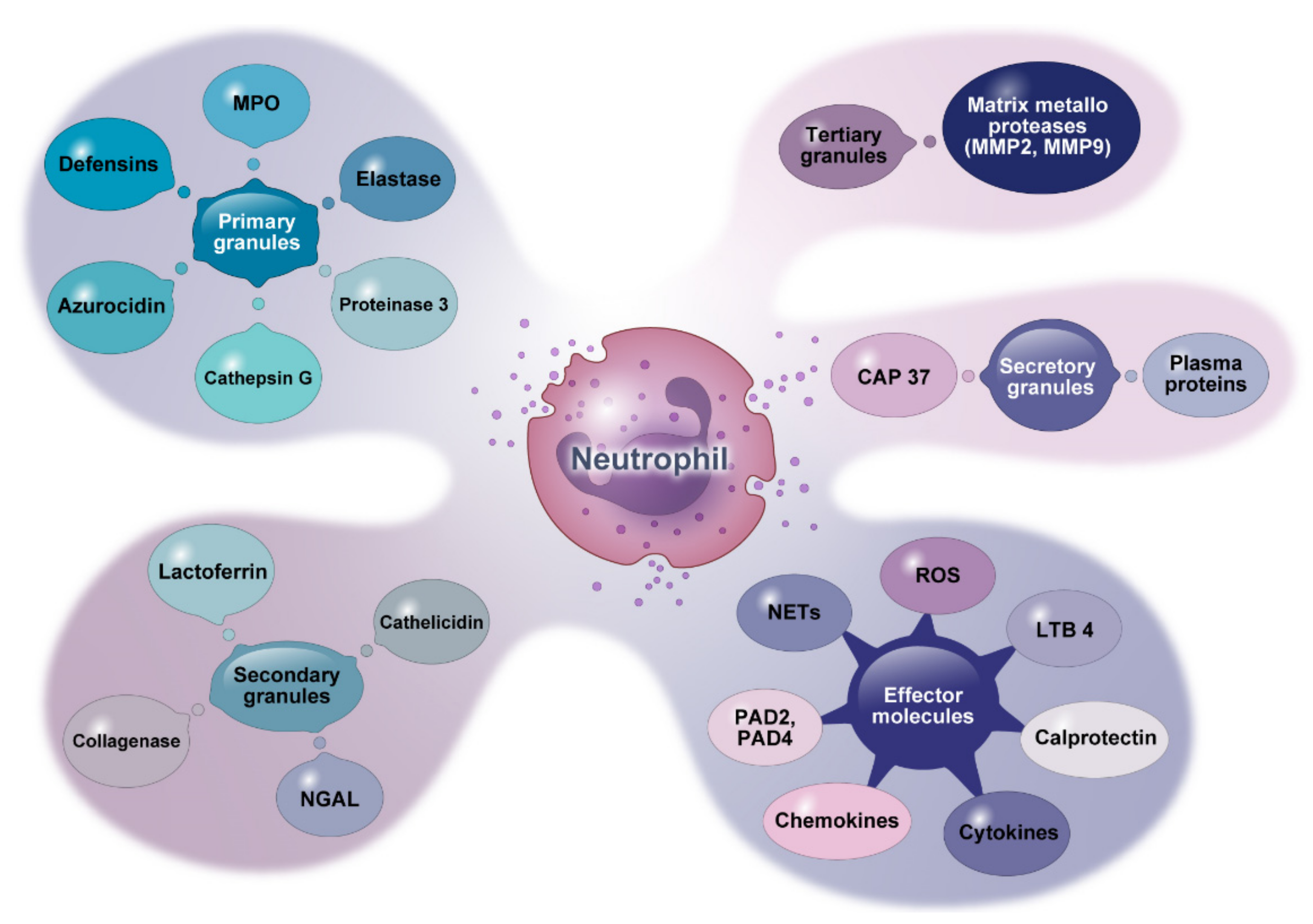 Neutrophils in Inflammatory Diseases: Unraveling the Impact of Their ...