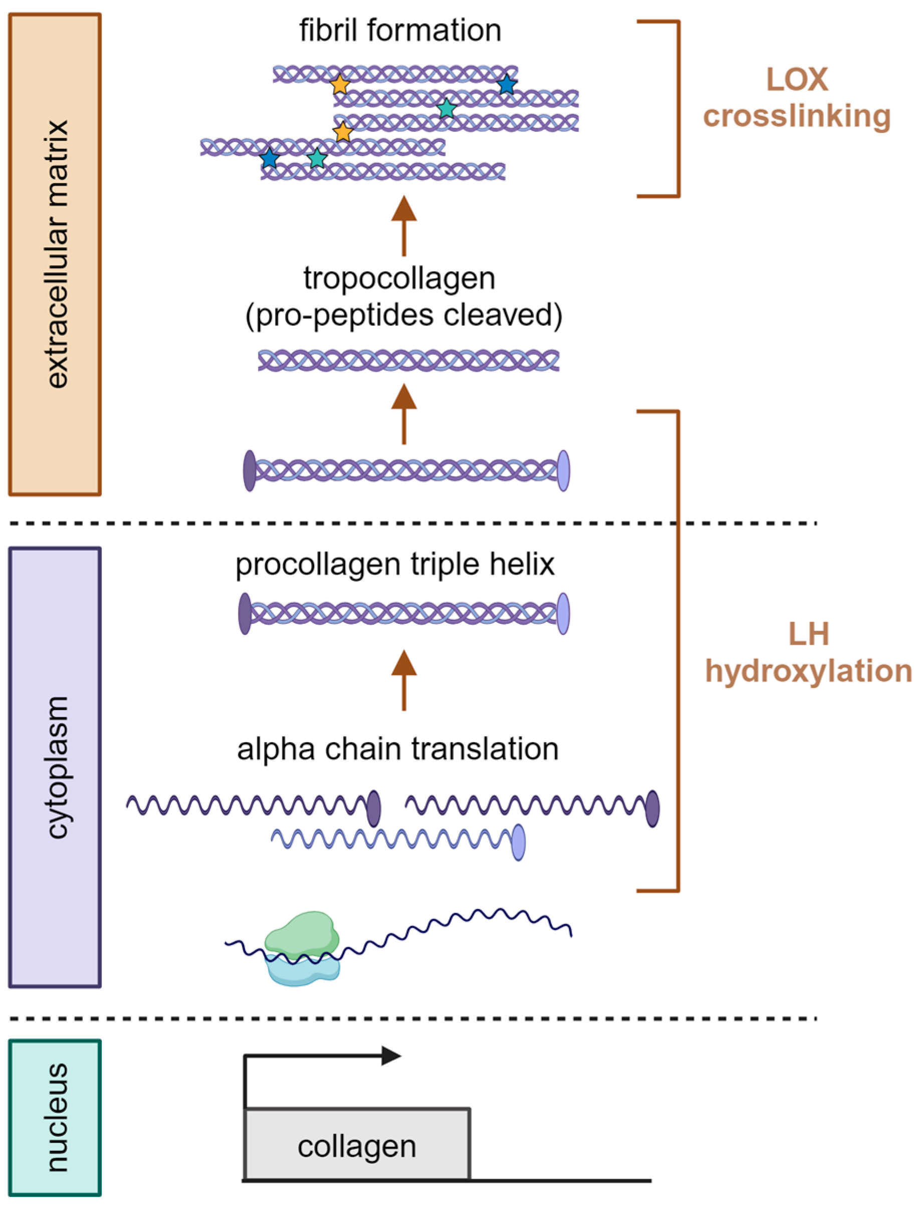Exploring Extracellular Matrix Crosslinking as a Therapeutic Approach ...