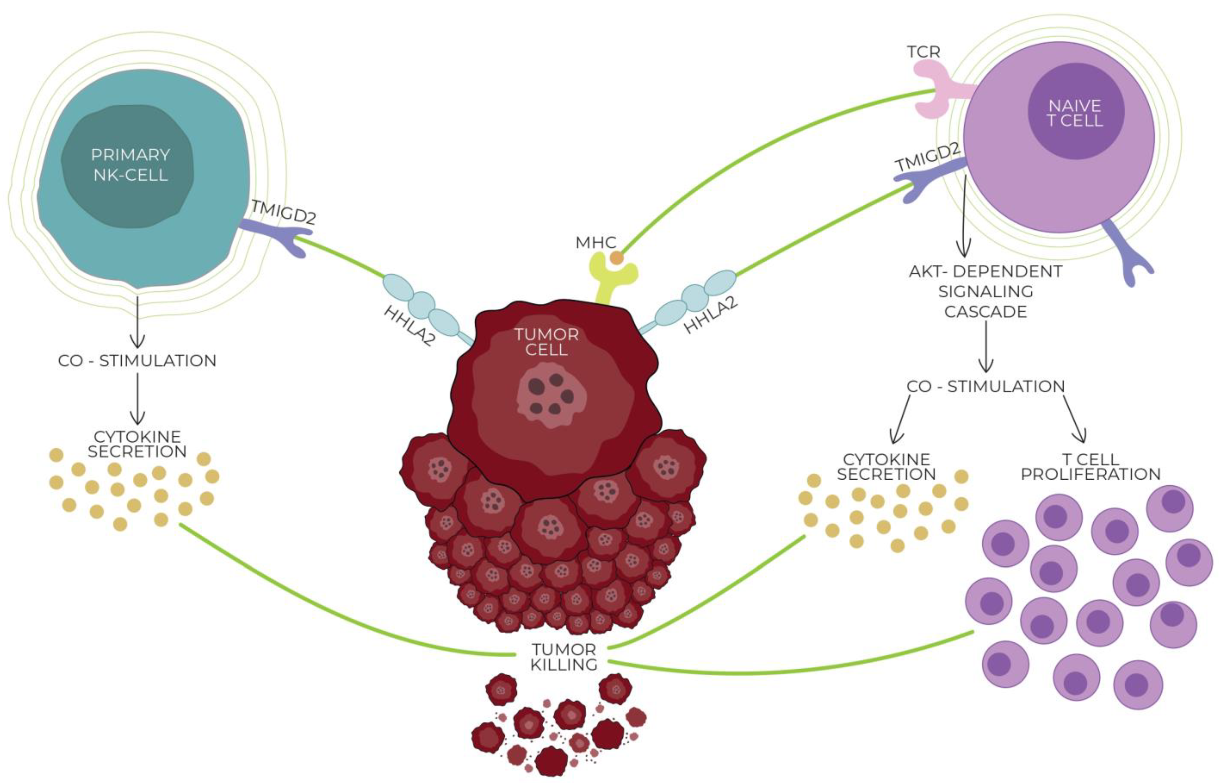 The Importance of HHLA2 in Solid Tumors—A Review of the Literature | MDPI