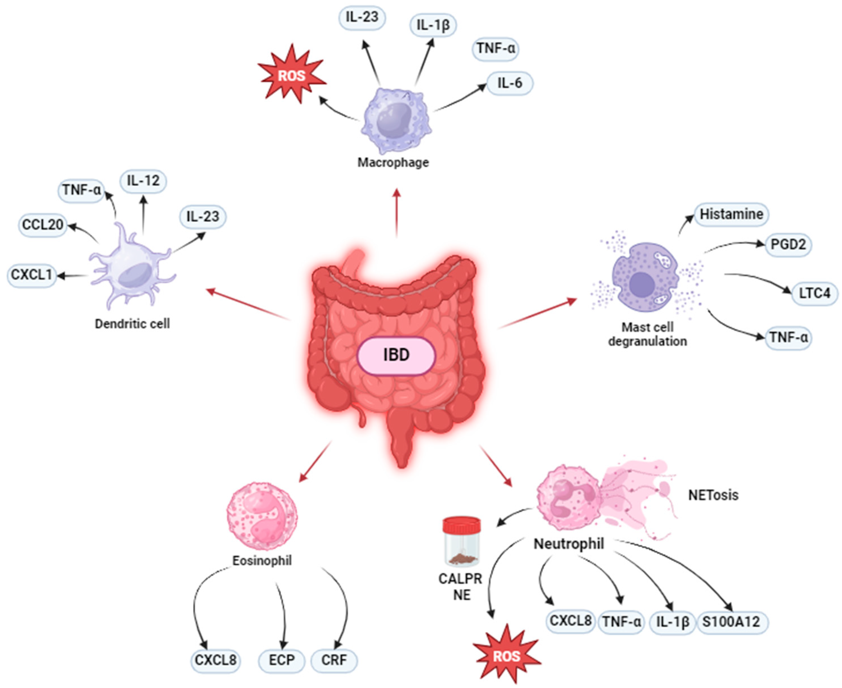 Ca2+-Dependent Processes of Innate Immunity in IBD | MDPI