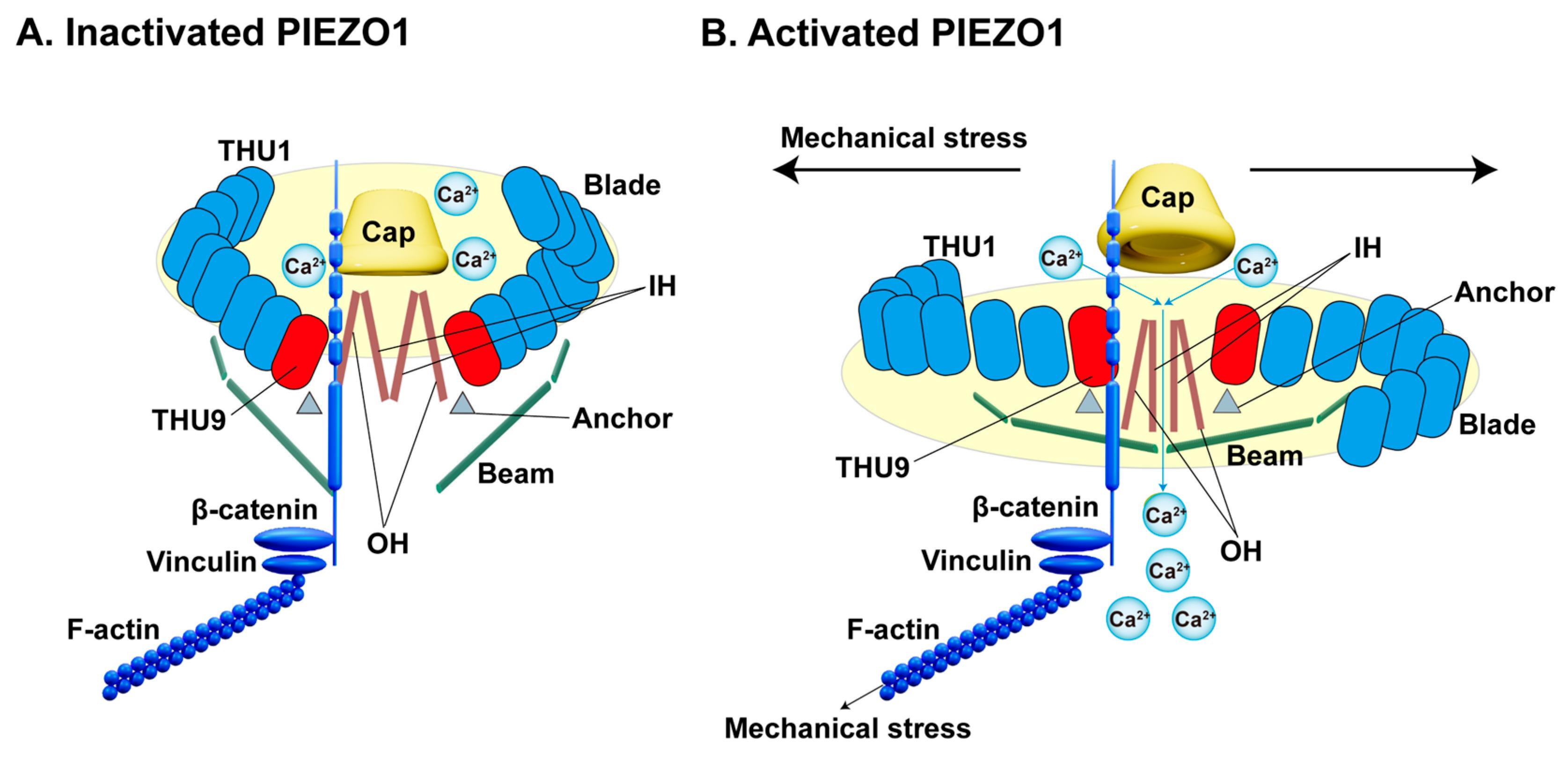 Essential Roles of PIEZO1 in Mammalian Cardiovascular System: From ...