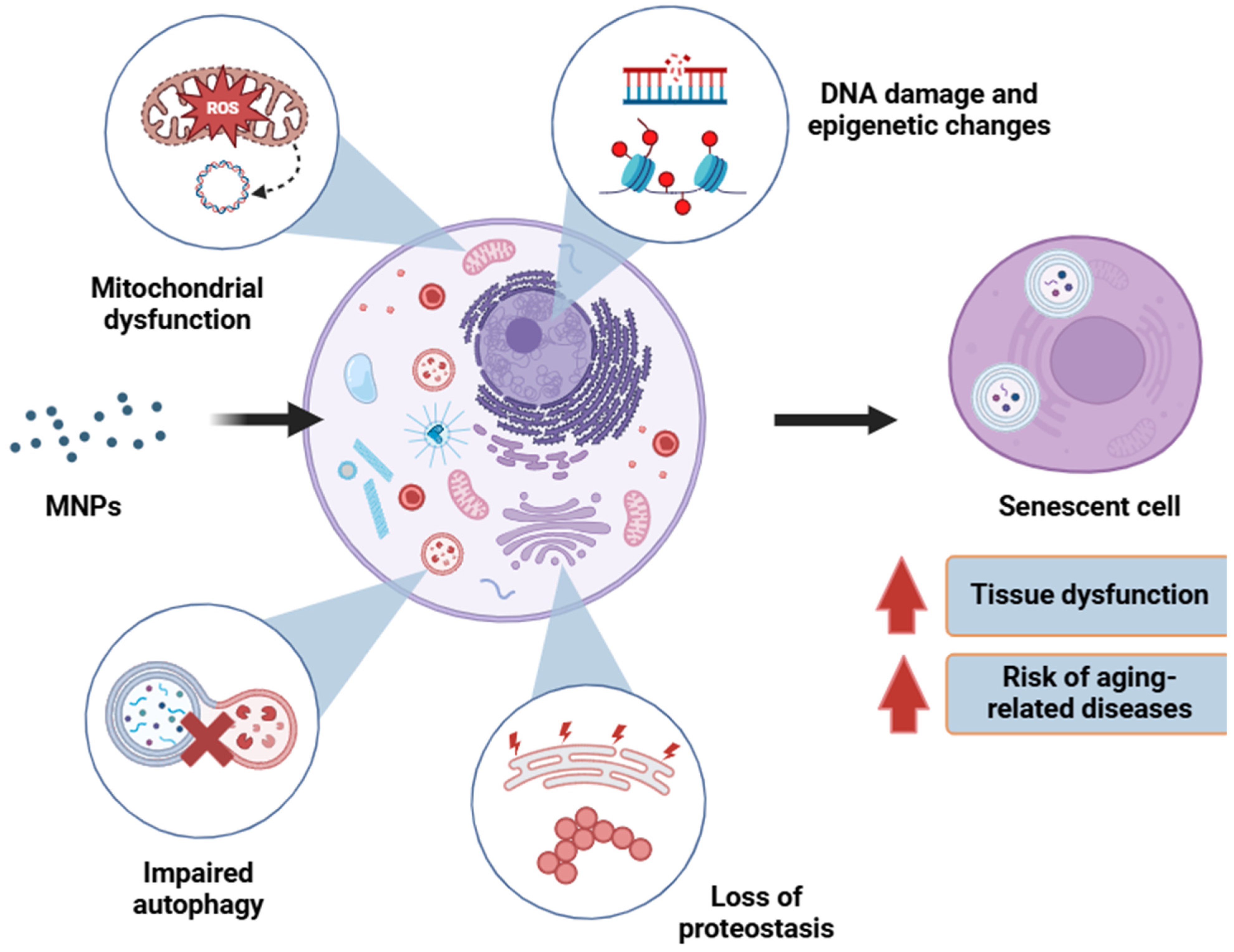 Molecular and Cellular Effects of Microplastics and Nanoplastics: Focus ...