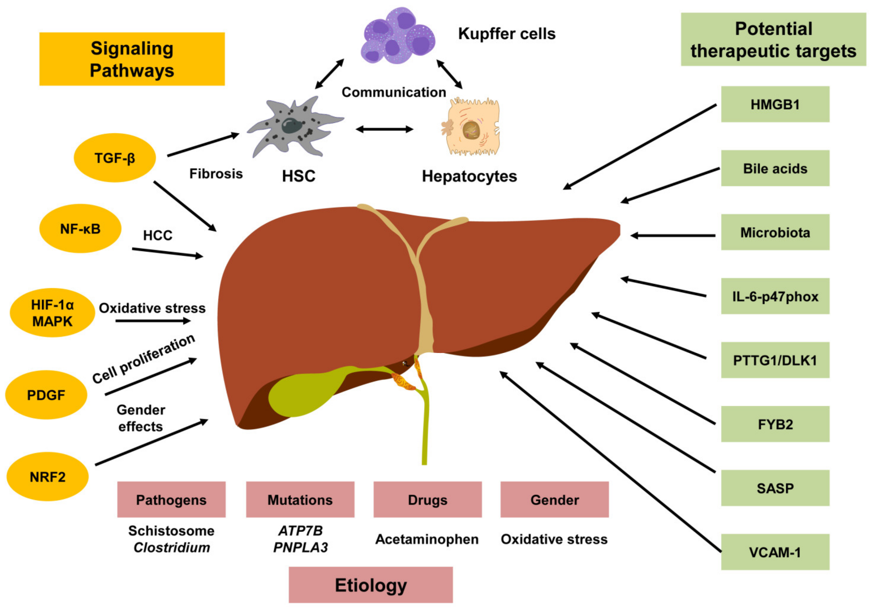 Topic “Signaling Pathways in Liver Disease” | MDPI