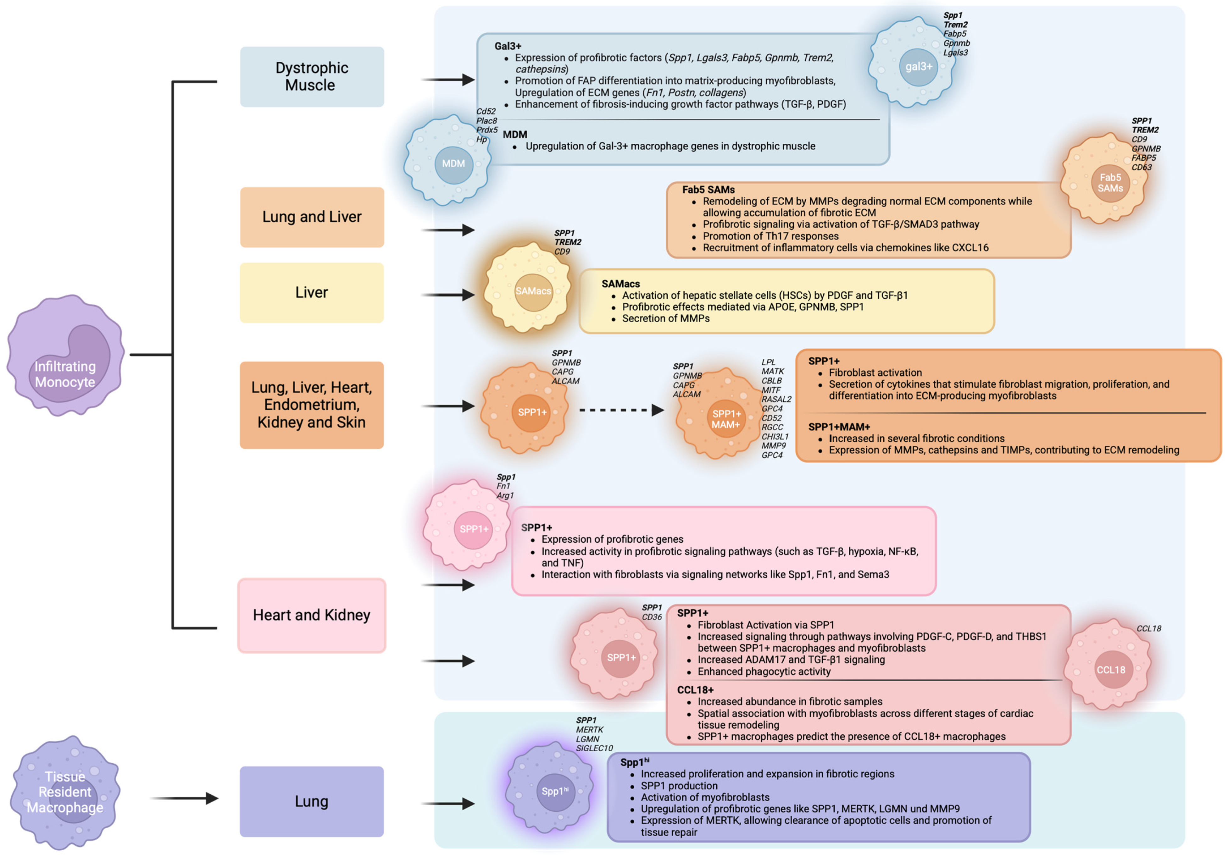 Pro-Fibrotic Macrophage Subtypes: SPP1+ Macrophages as a Key Player and ...