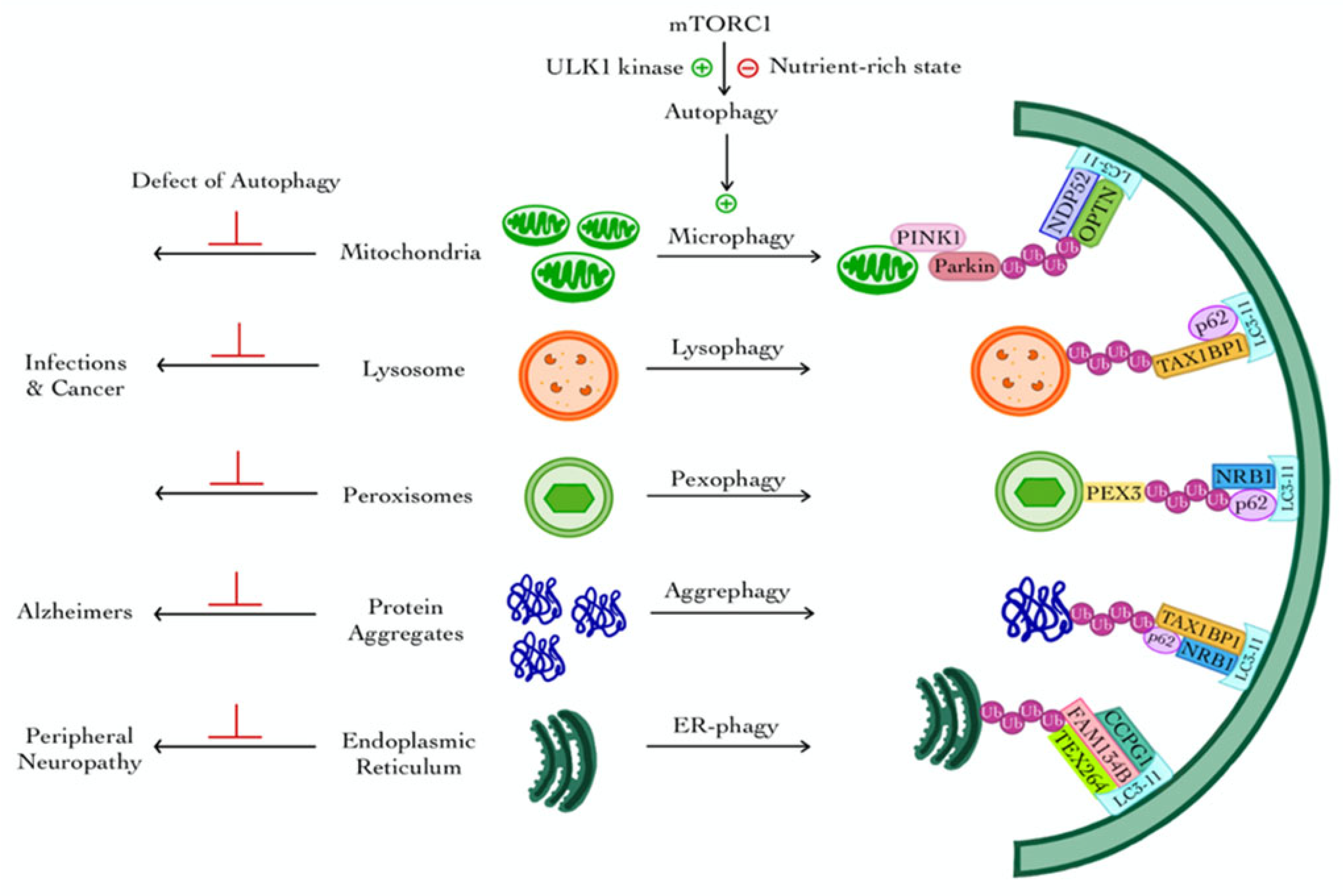 Autophagy and Alzheimer’s Disease: Mechanisms and Impact Beyond the ...