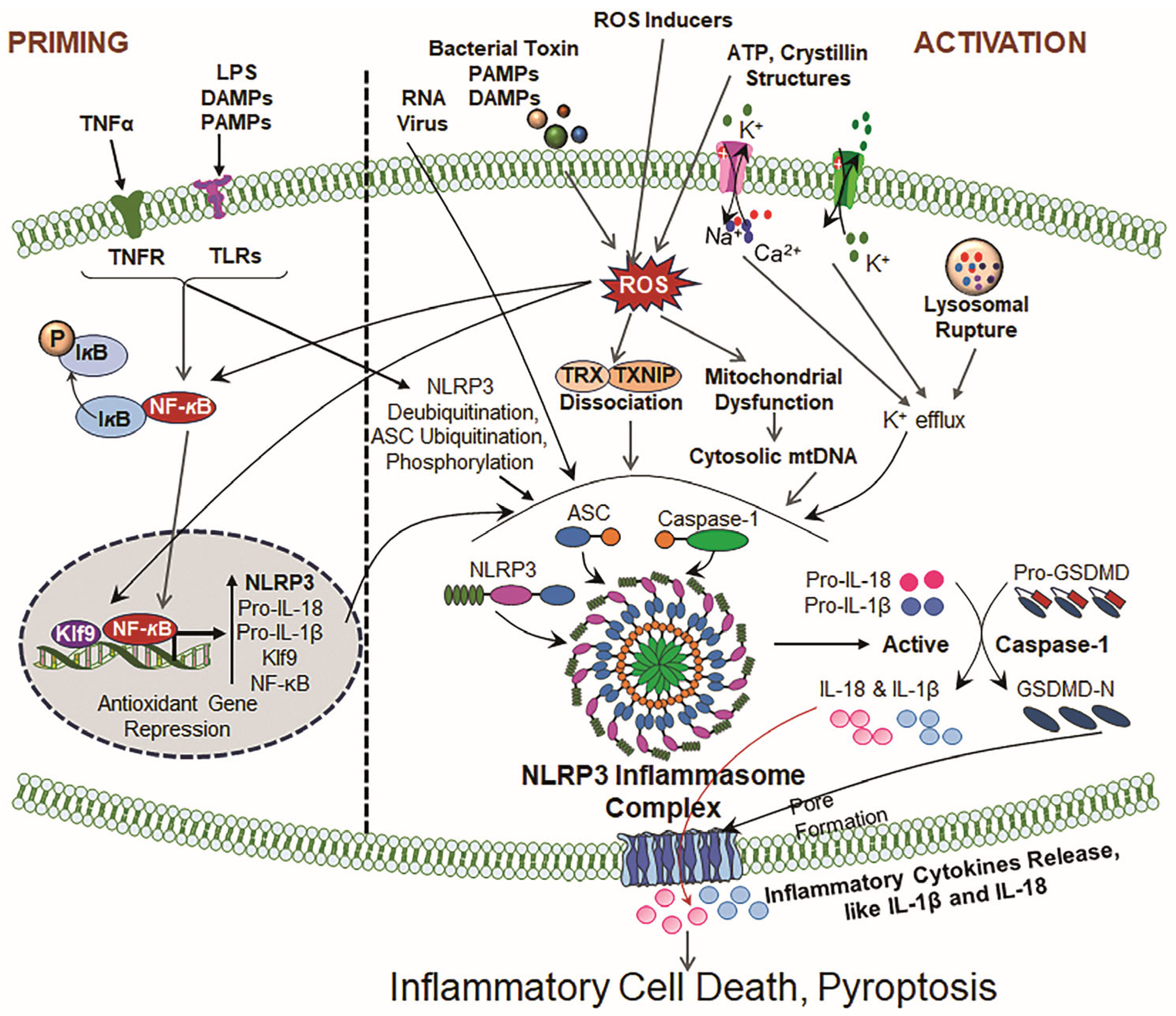 NLRP3 Inflammasome and Inflammatory Response in Aging Disorders: The ...