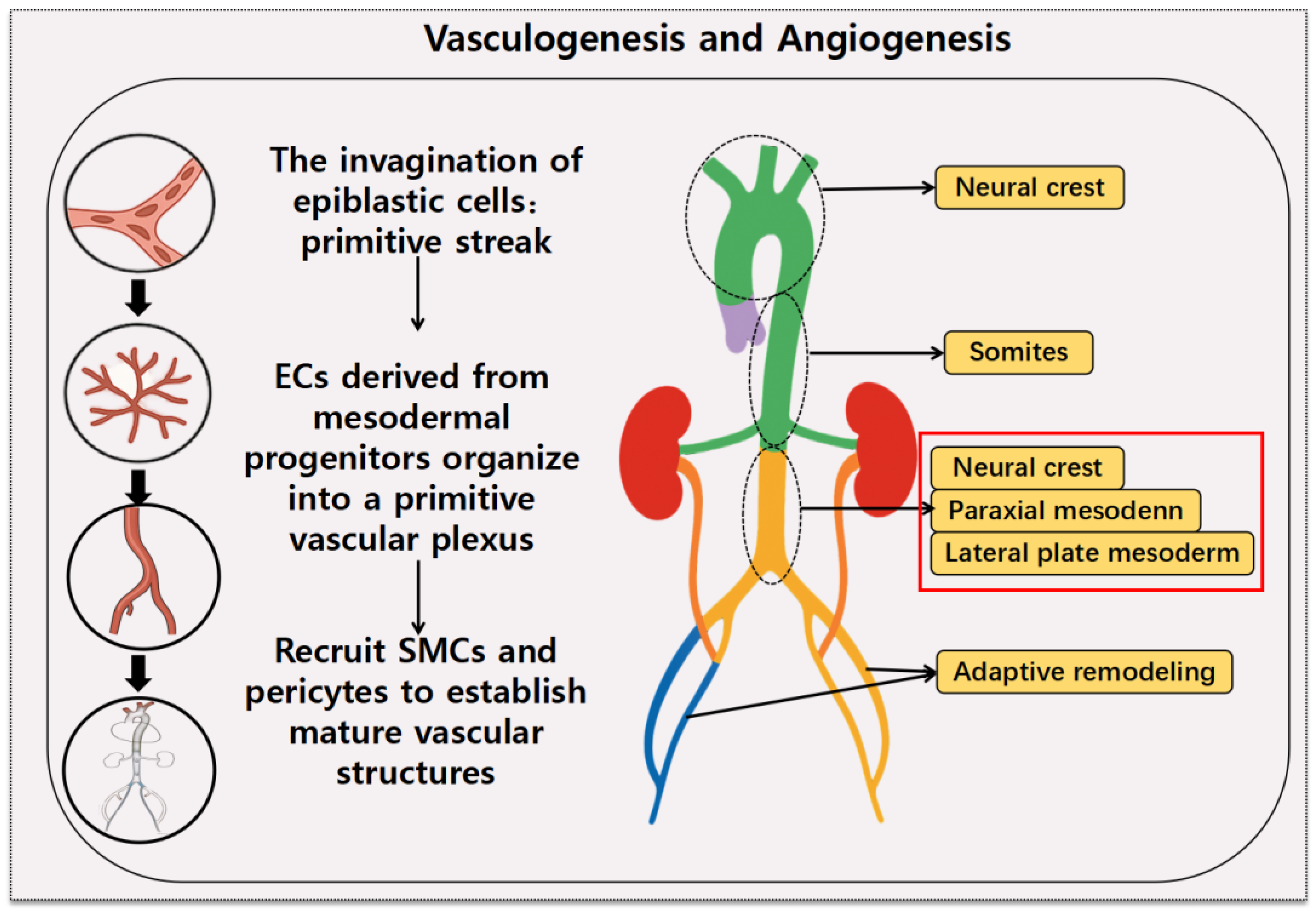 The Pathophysiological Role of Vascular Smooth Muscle Cells in ...