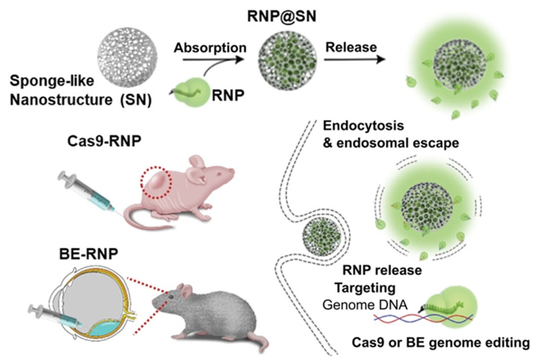 Nanotechnology-Based Delivery of CRISPR/Cas9 for Cancer Treatment: A ...