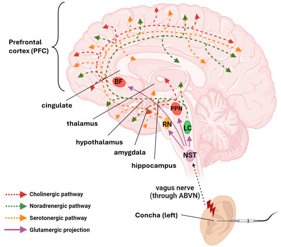 DNA Methylation: A Potential Mediator of the Memory Regulatory Effects ...