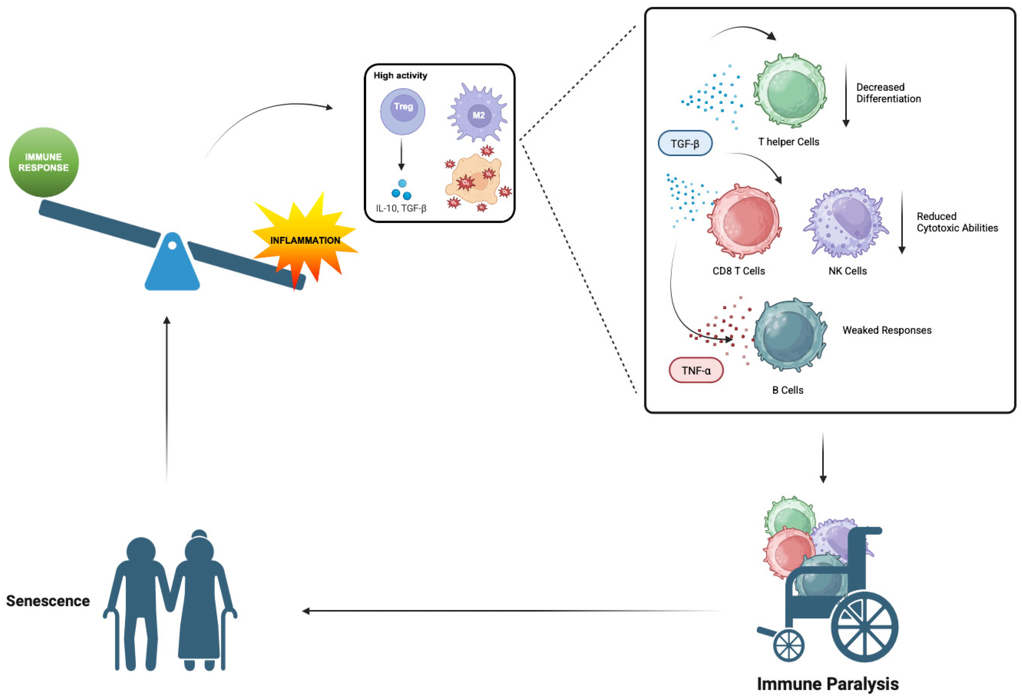 From Senescent Cells to Systemic Inflammation: The Role of Inflammaging ...