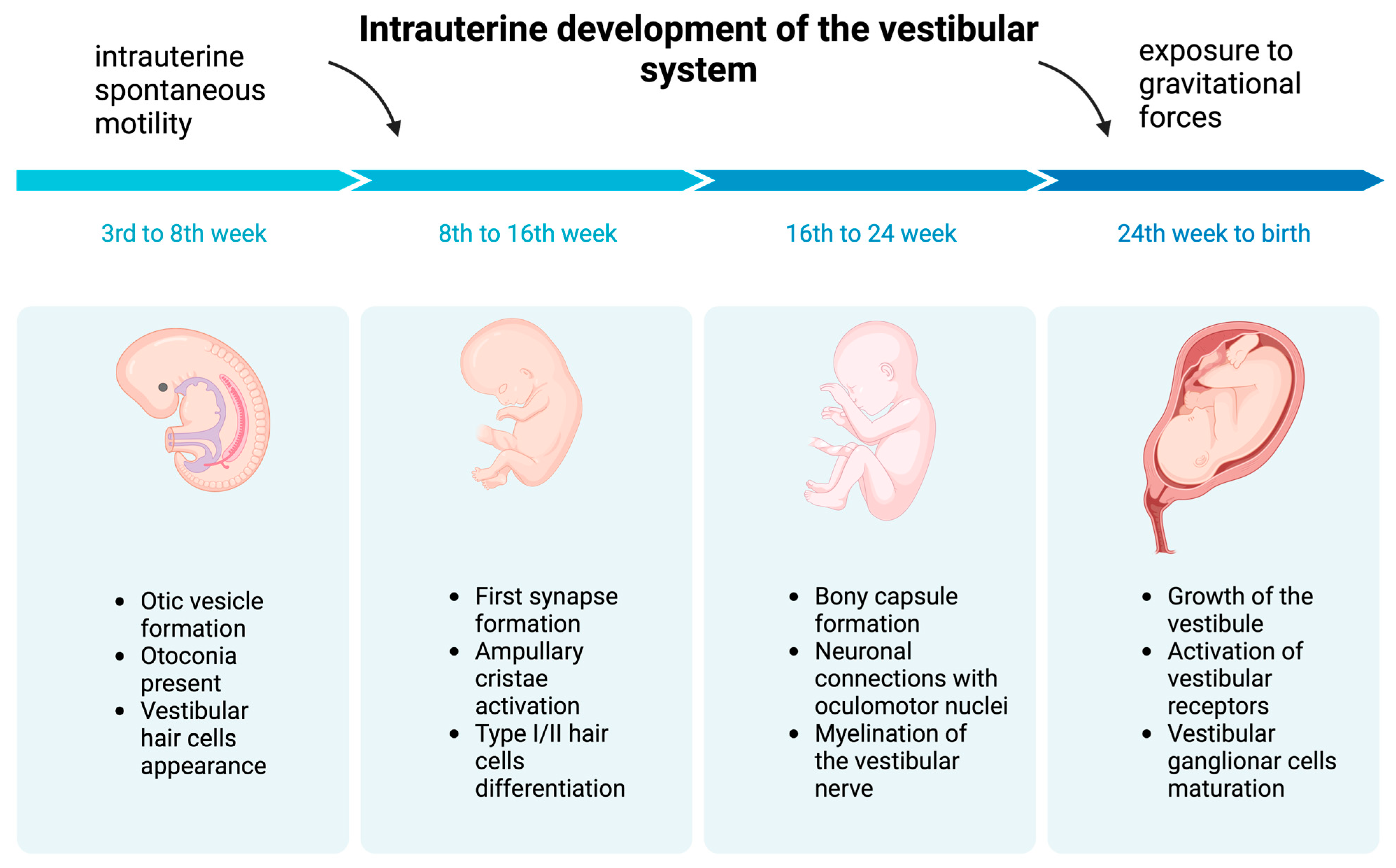 Appropriate Vestibular Stimulation in Children and Adolescents—A ...