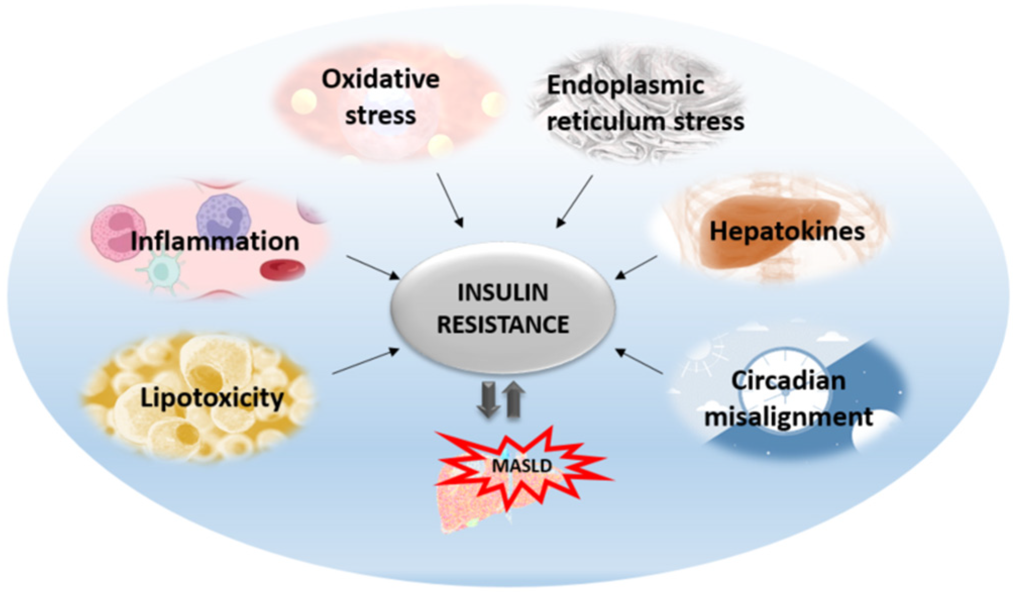 The Interconnection between Hepatic Insulin Resistance and Metabolic ...