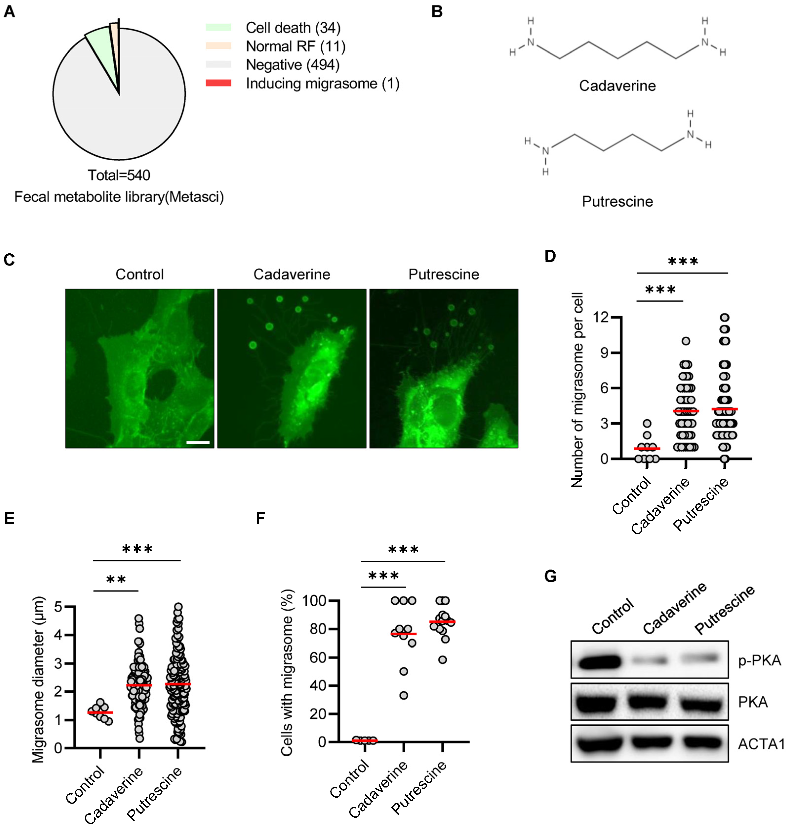 TAAR8 Mediates Increased Migrasome Formation by Cadaverine in RPE Cells ...