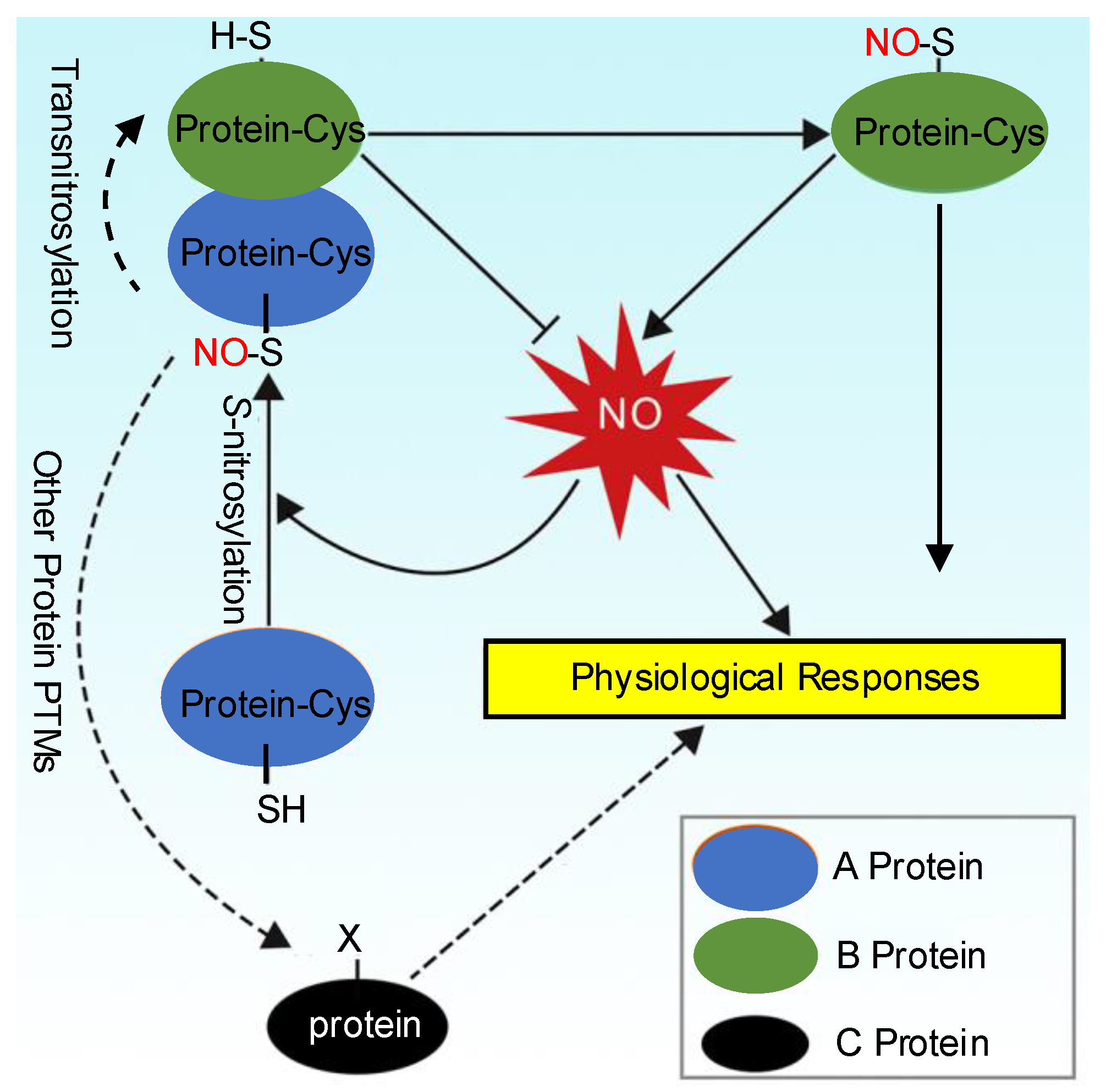 Nitric Oxide Regulates Multiple Signal Pathways in Plants via Protein S ...