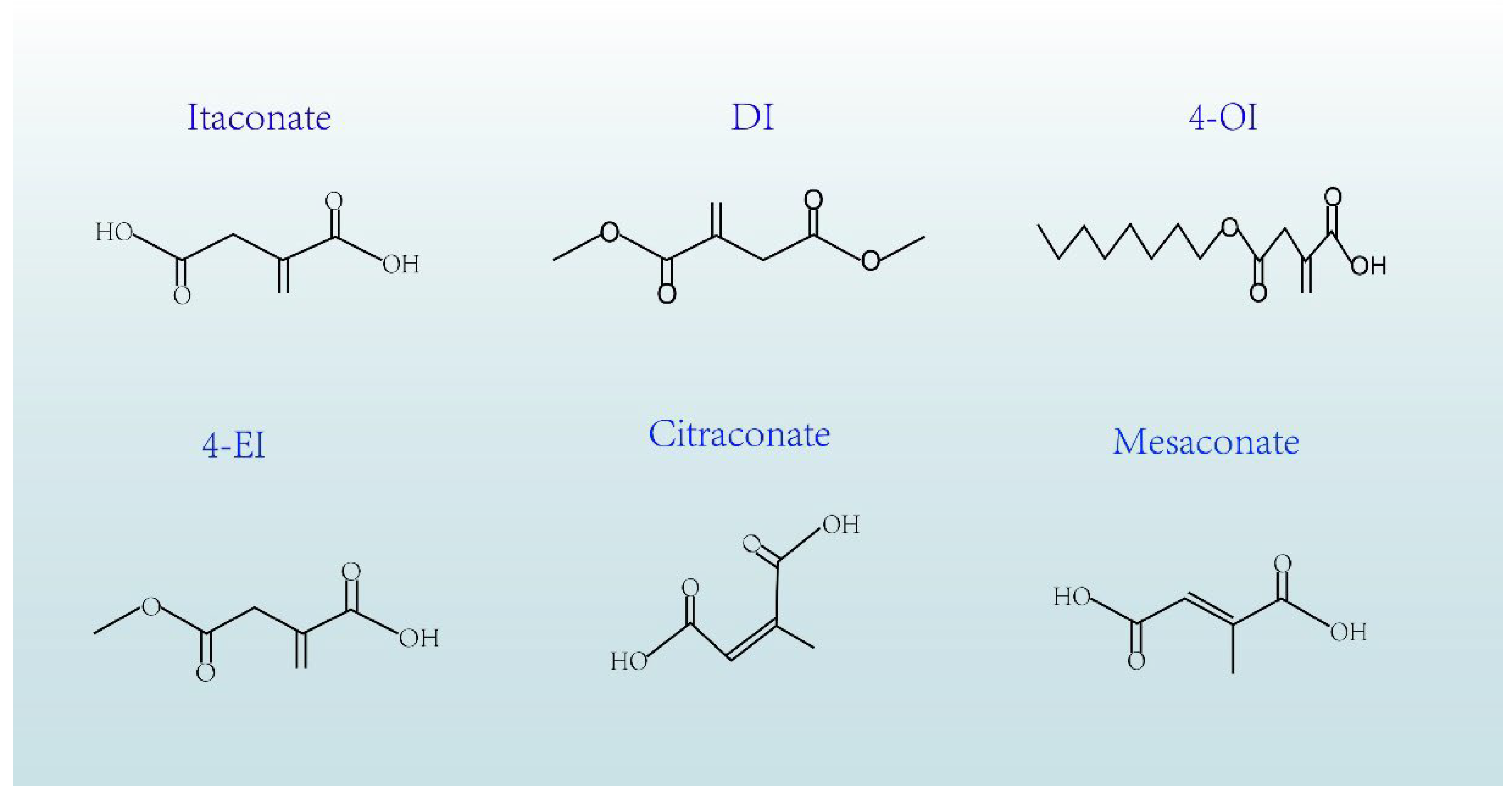 Itaconic Acid: A Regulator of Immune Responses and Inflammatory ...