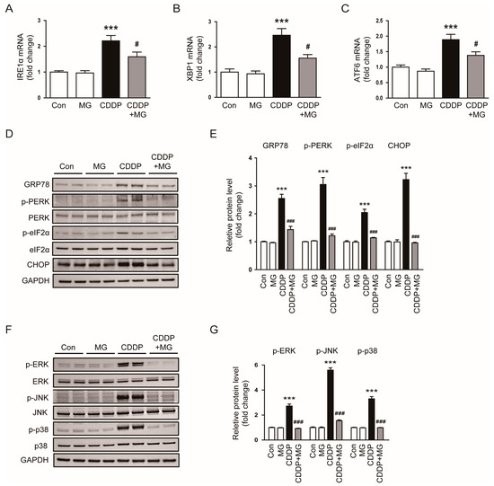 Magnolol Ameliorates Cisplatin-Induced Acute Kidney Injury with ...