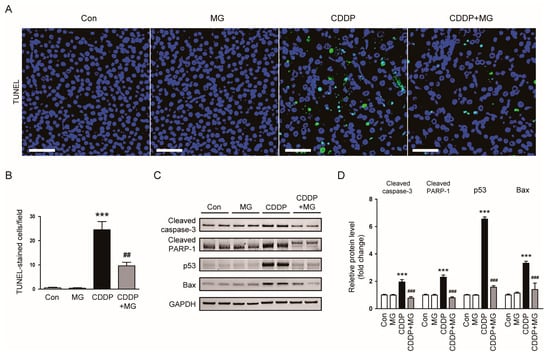 Magnolol Ameliorates Cisplatin-Induced Acute Kidney Injury with ...